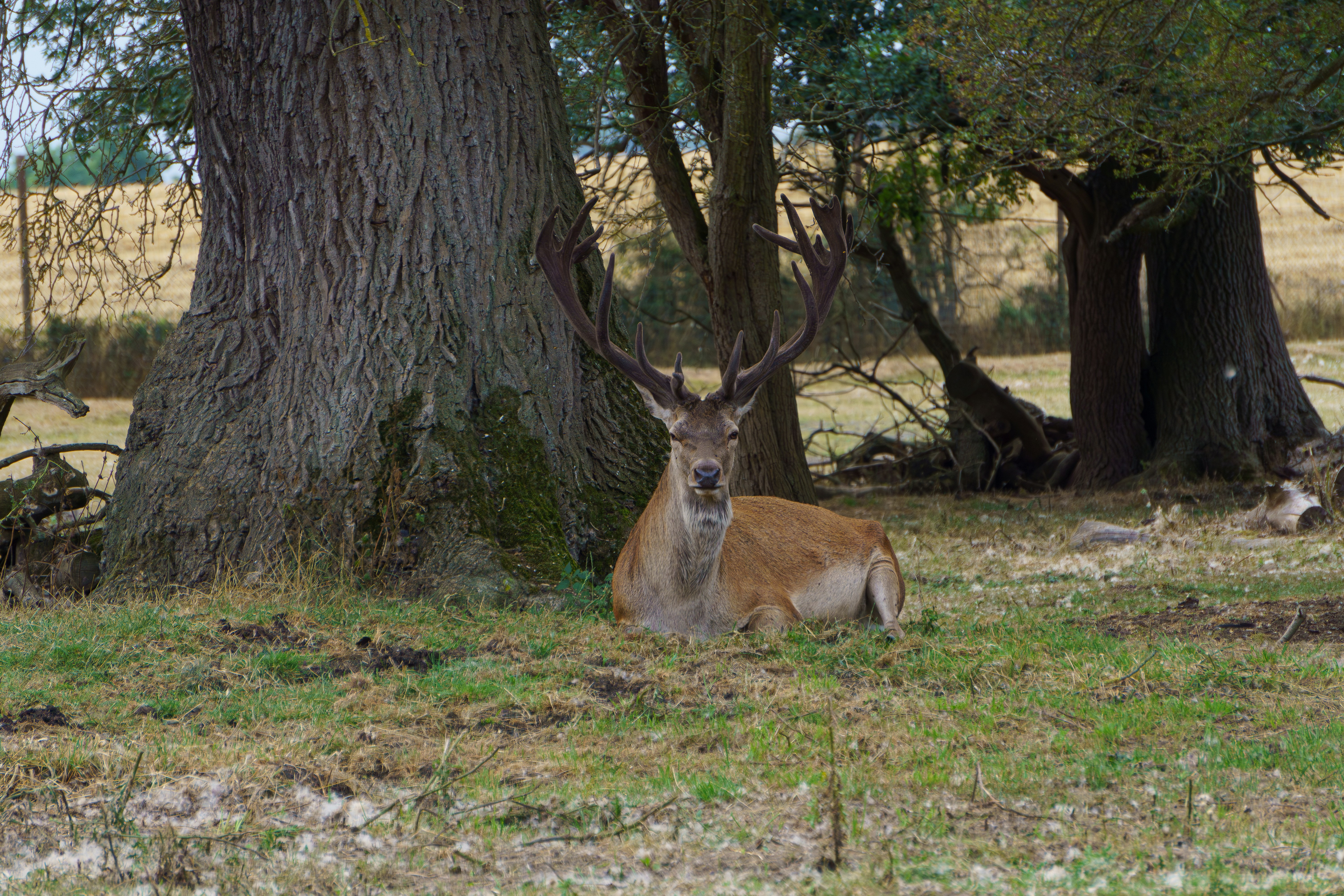 Deer resting under a large tree in a tranquil field, surrounded by lush greenery.