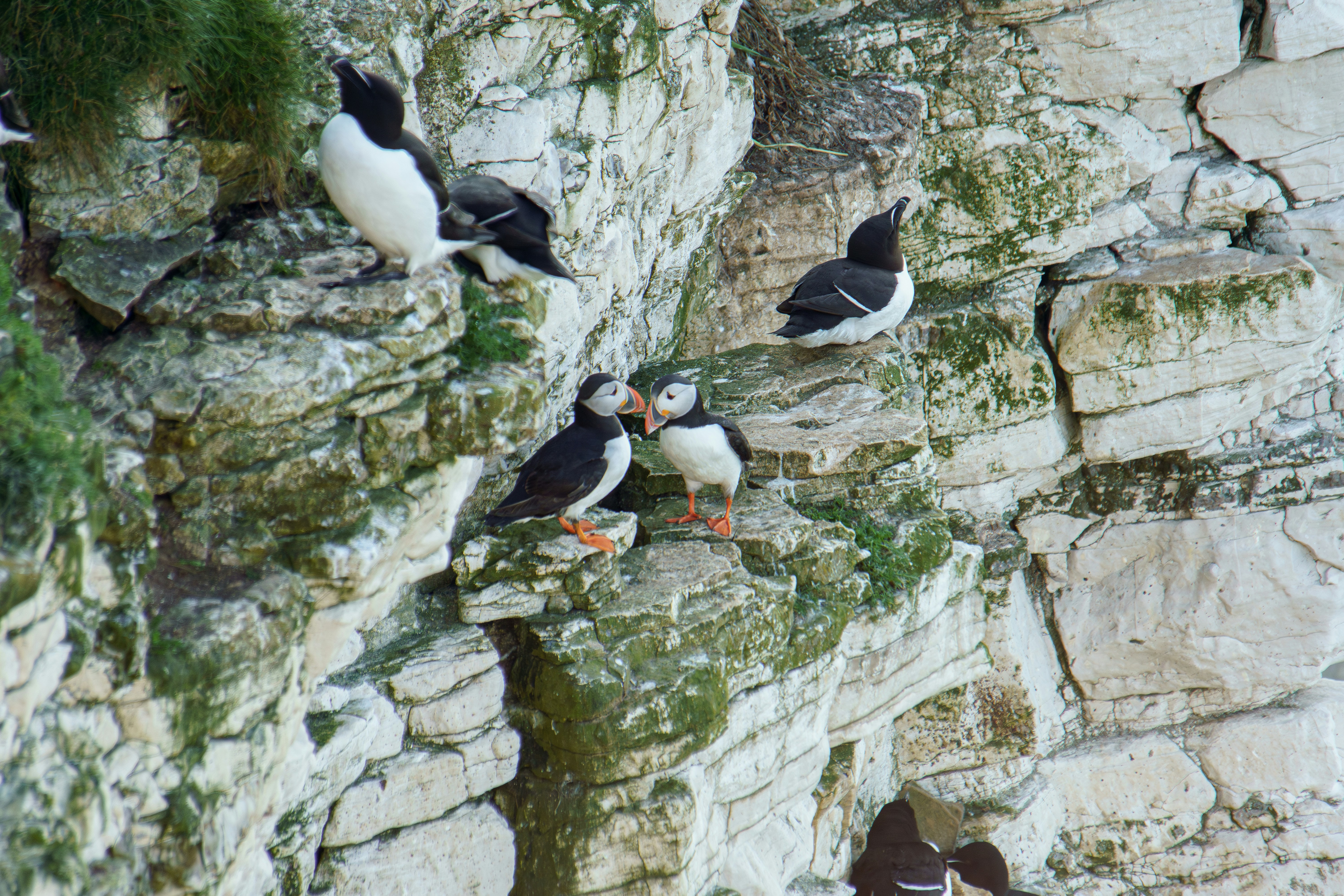 A flock of birds sitting on top of a rocky cliff photo – Free Rspb ...