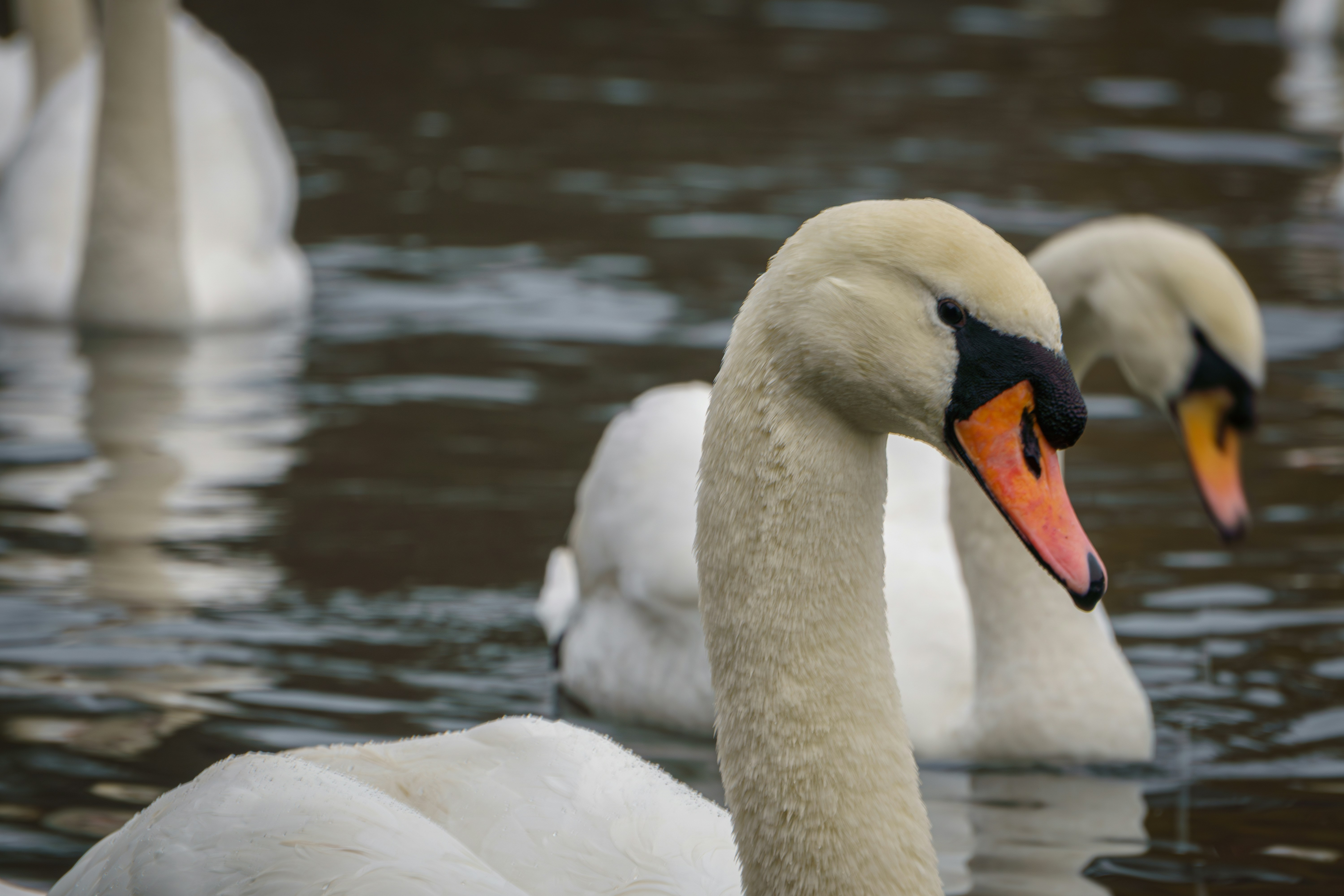 A group of swans swimming on top of a lake photo – Free Roundhay park ...