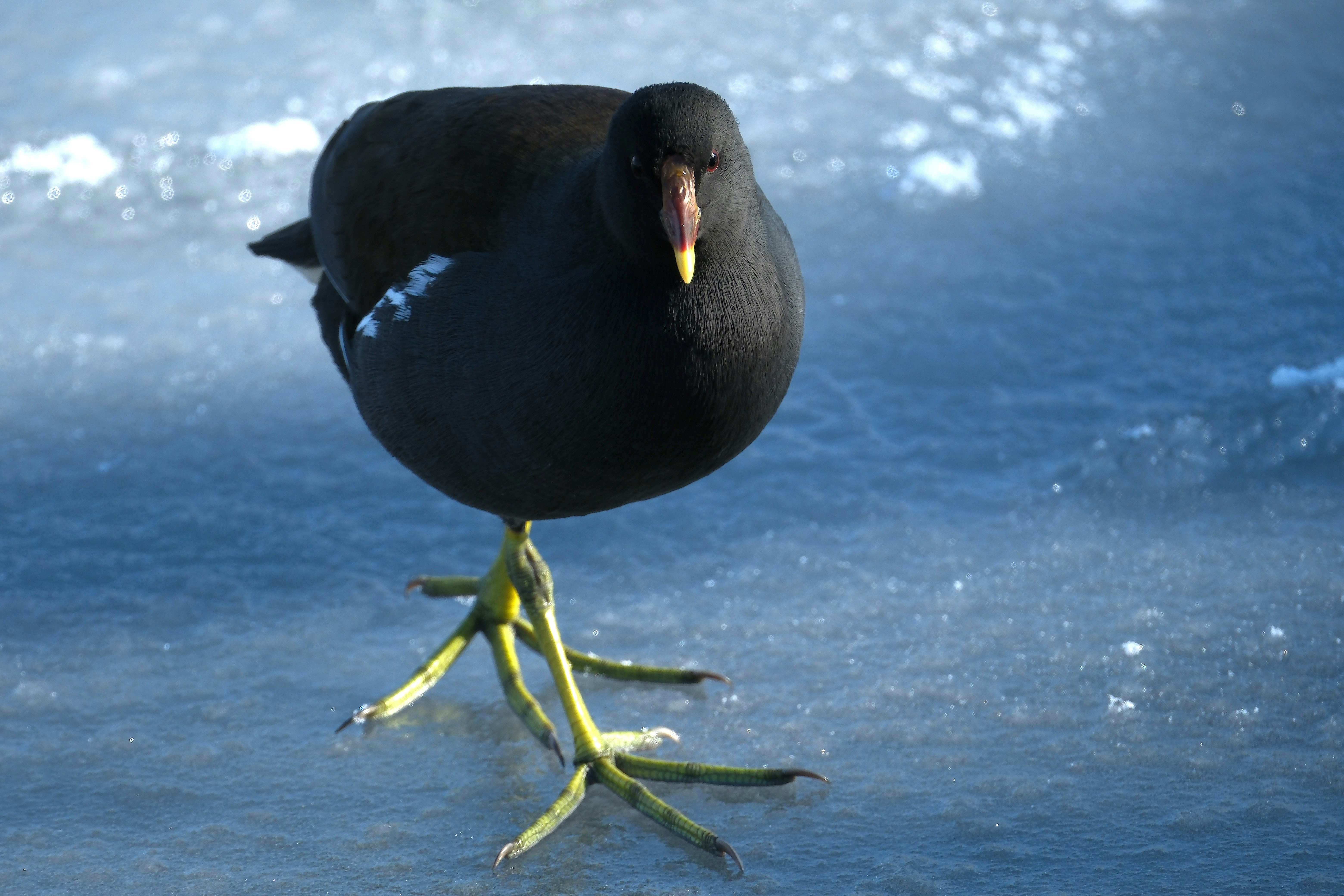 Freeze-Frame Crossing: A Black Coot Navigates a Frozen Blue Surface