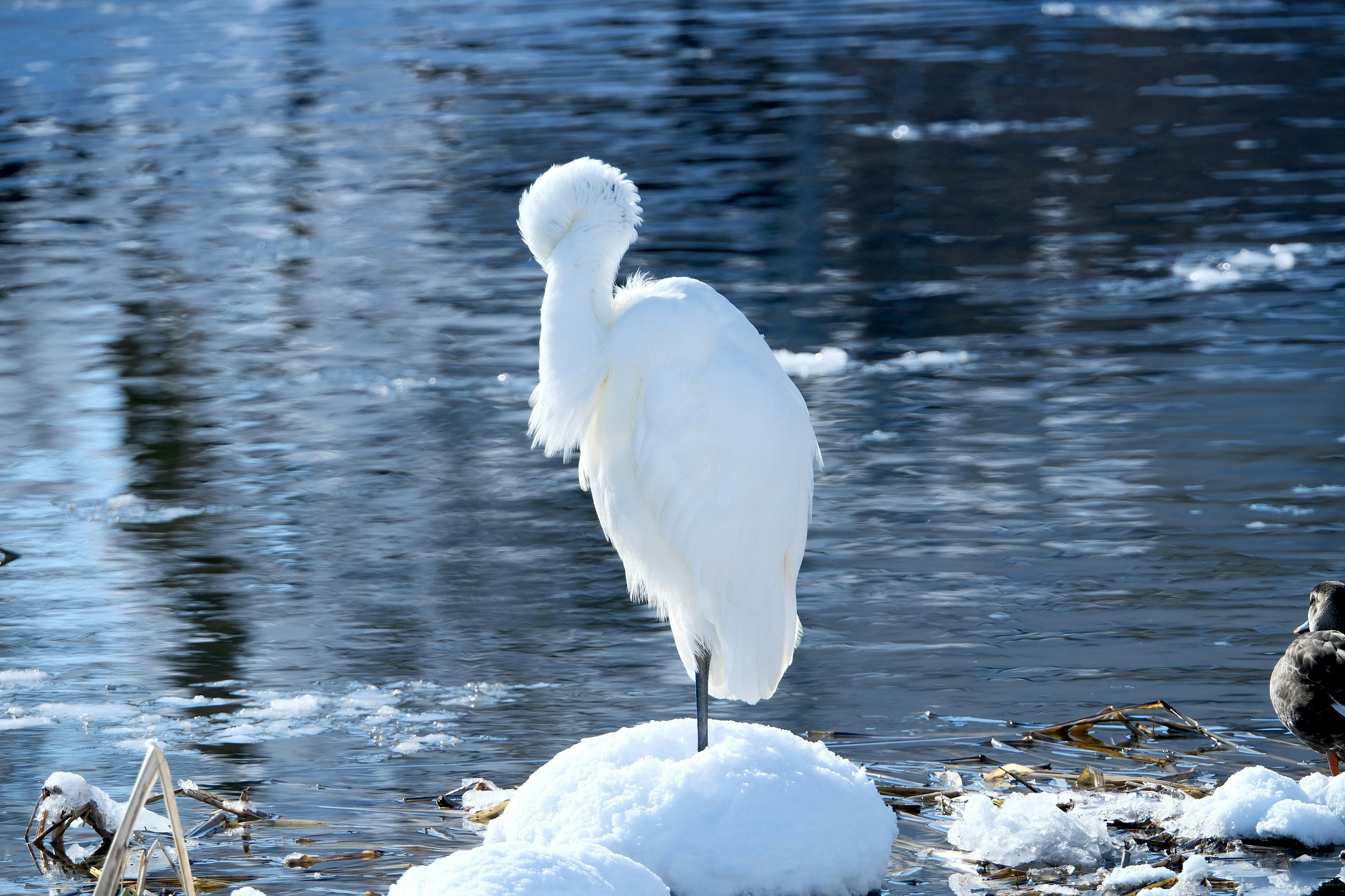Solitary Egret on Frosted Island