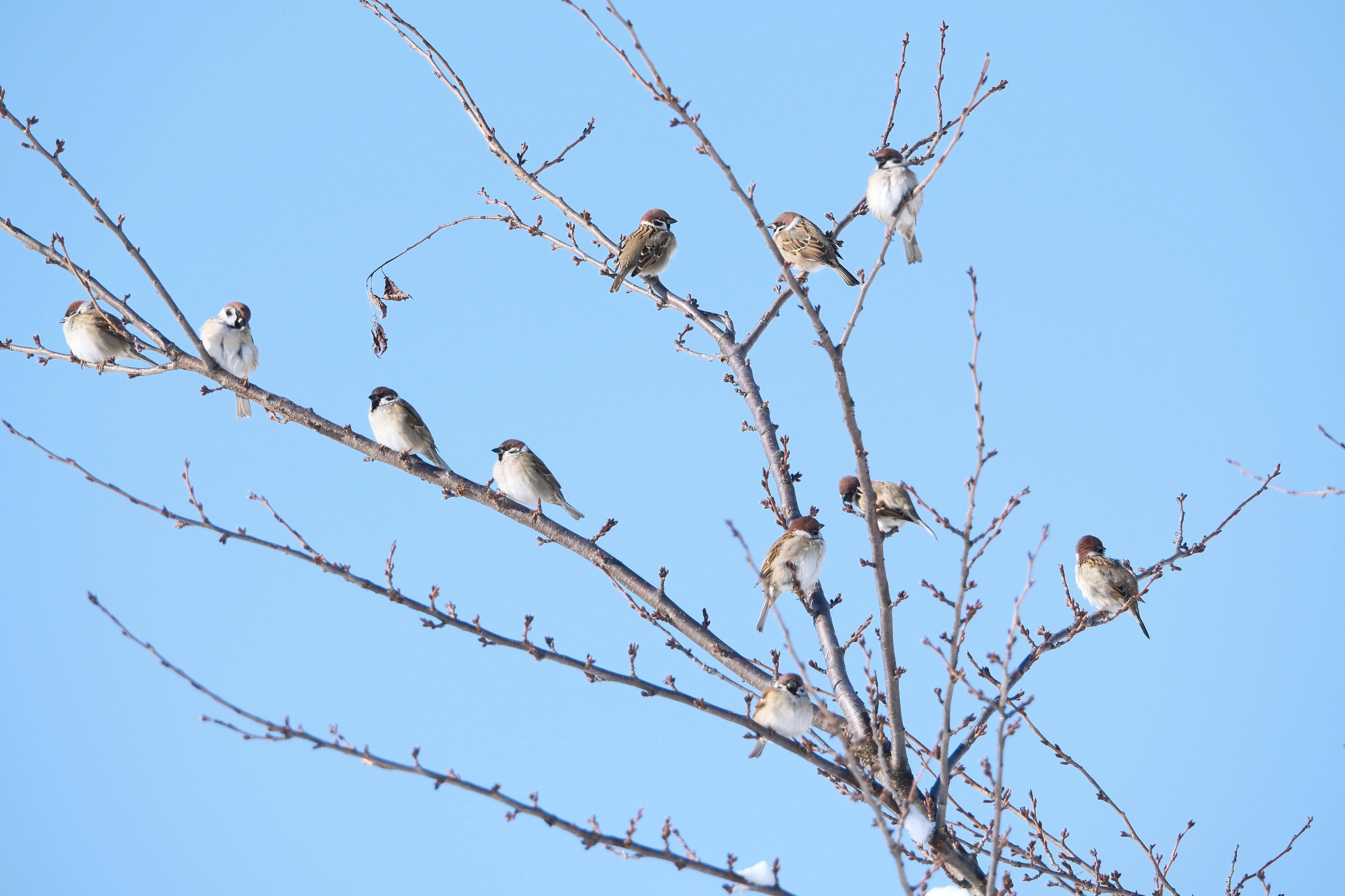 Azure Choir: Sparrows Perched on Bare Branches Beneath a Clear Sky