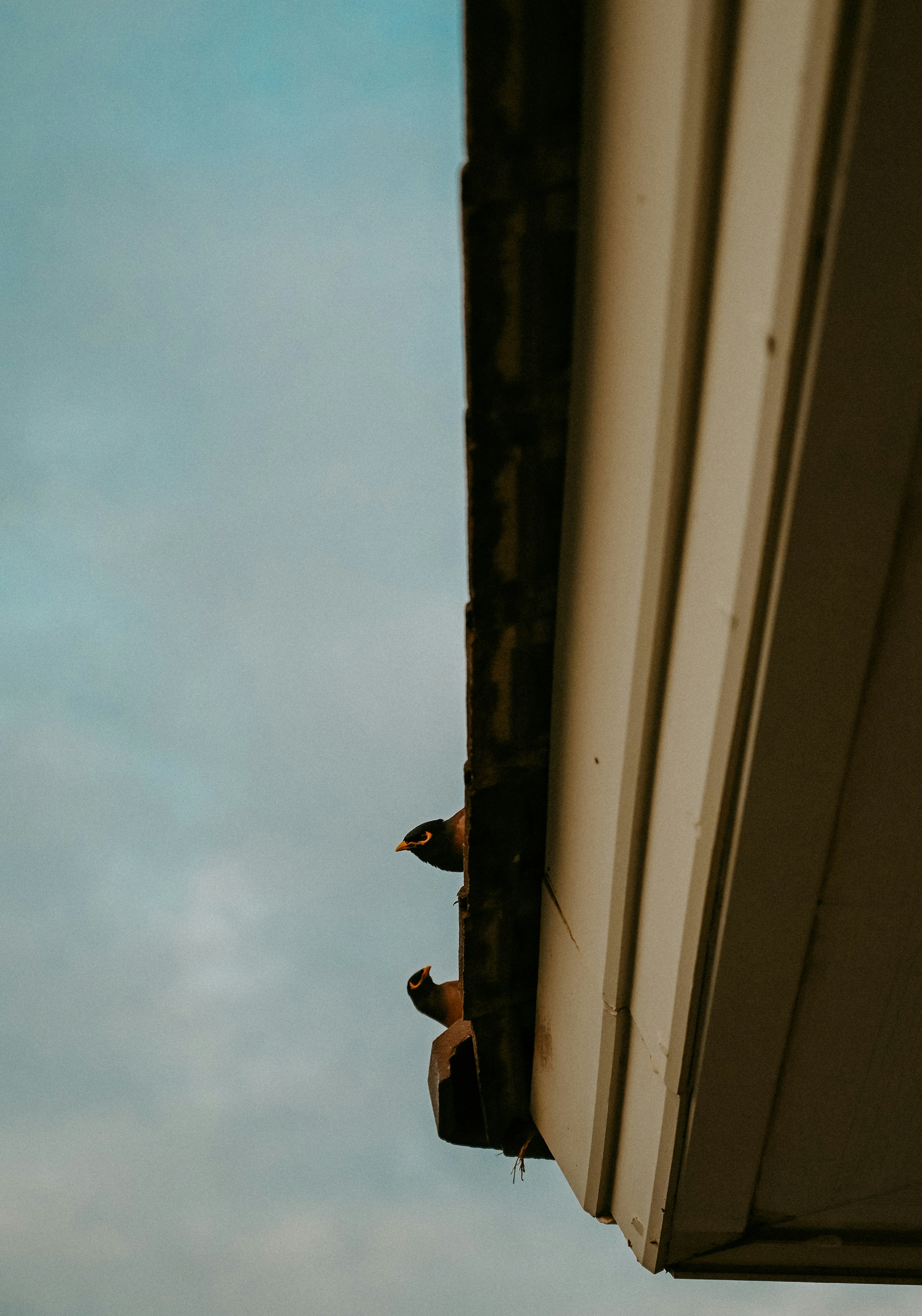 Two Beaked Sentries Perched Along a Roof Edge