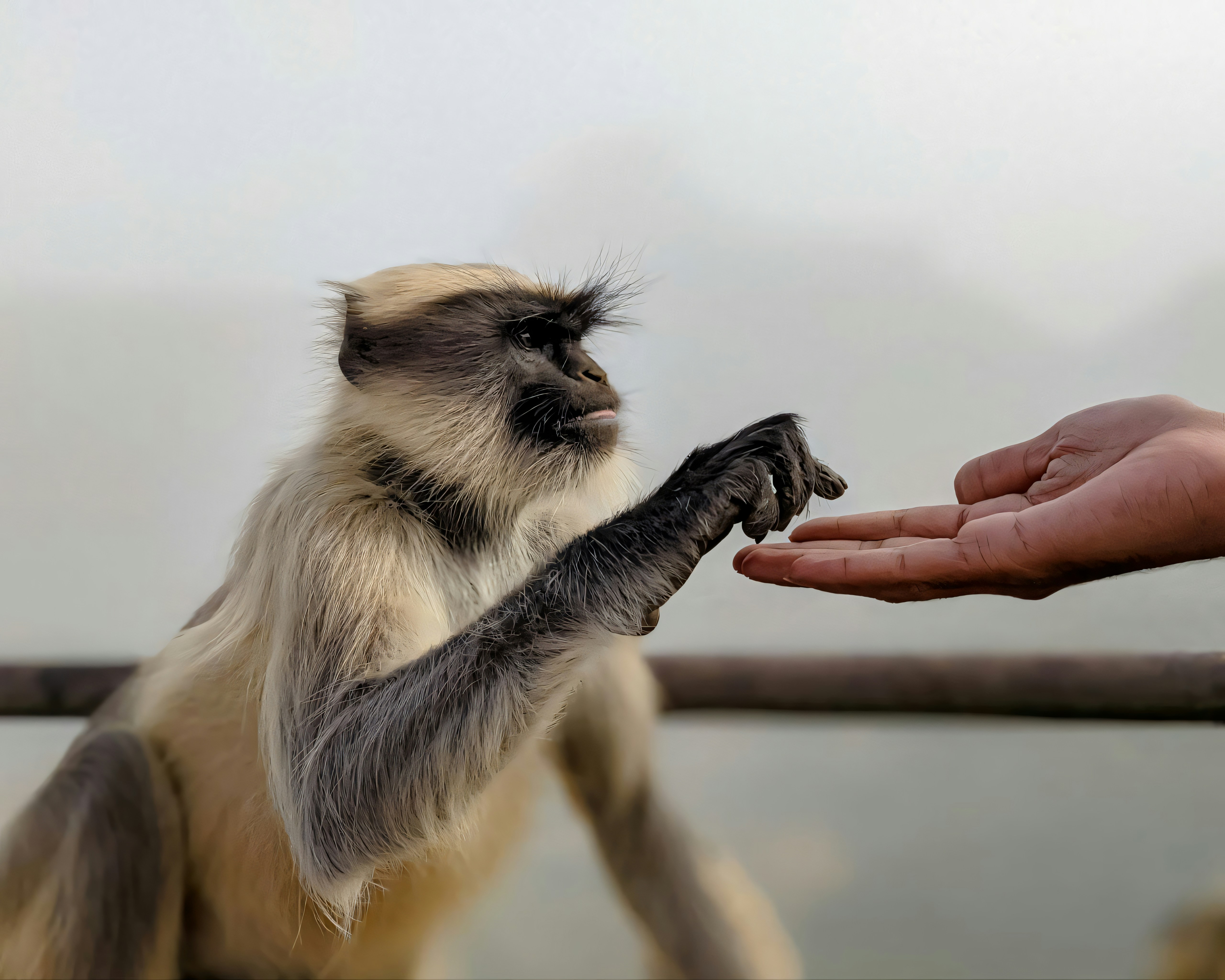 A monkey is reaching out to a person's hand photo – Free Animal Image ...
