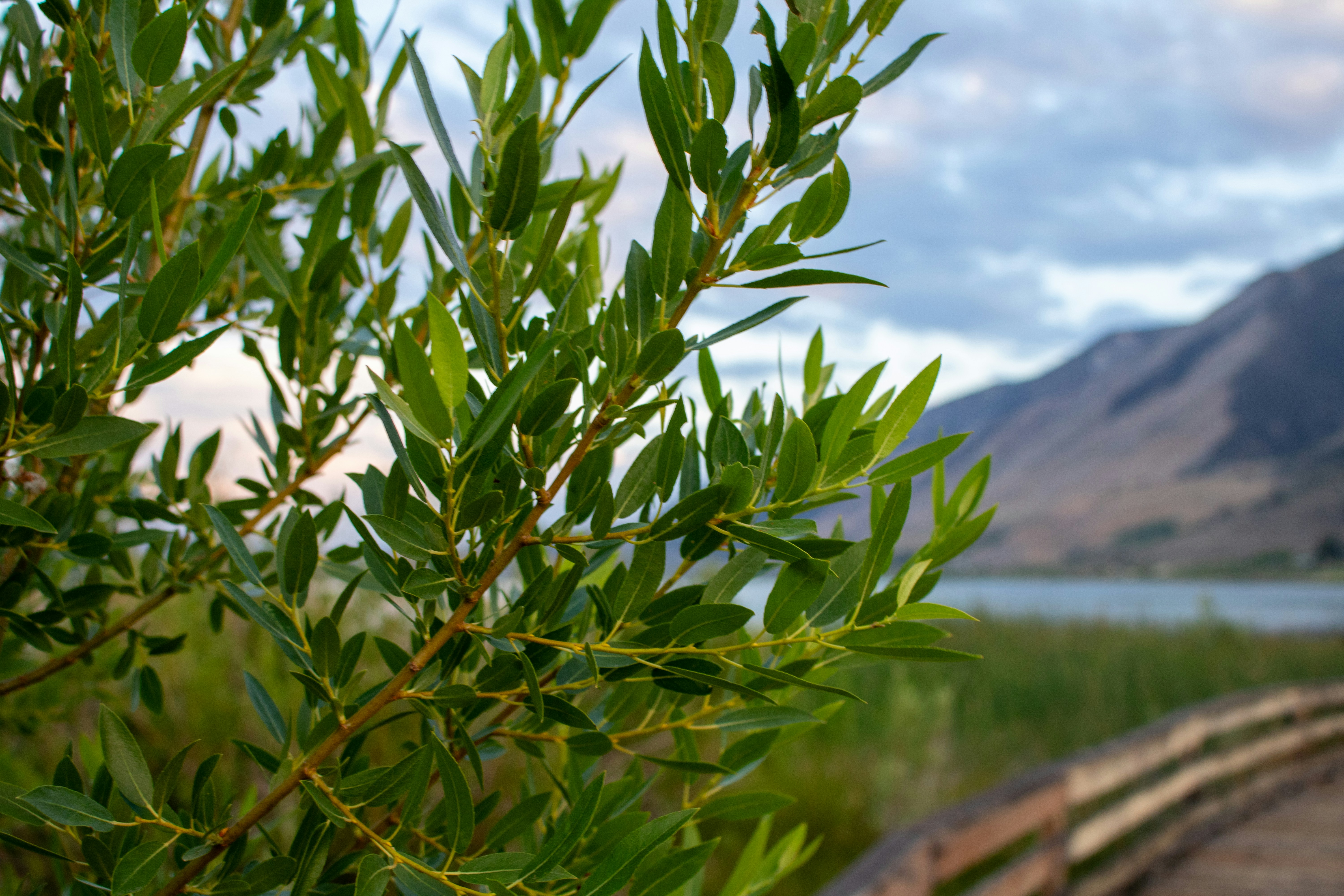 Emerald Foreground by the Lake: Close-Up Leaves with Mountain Backdrop