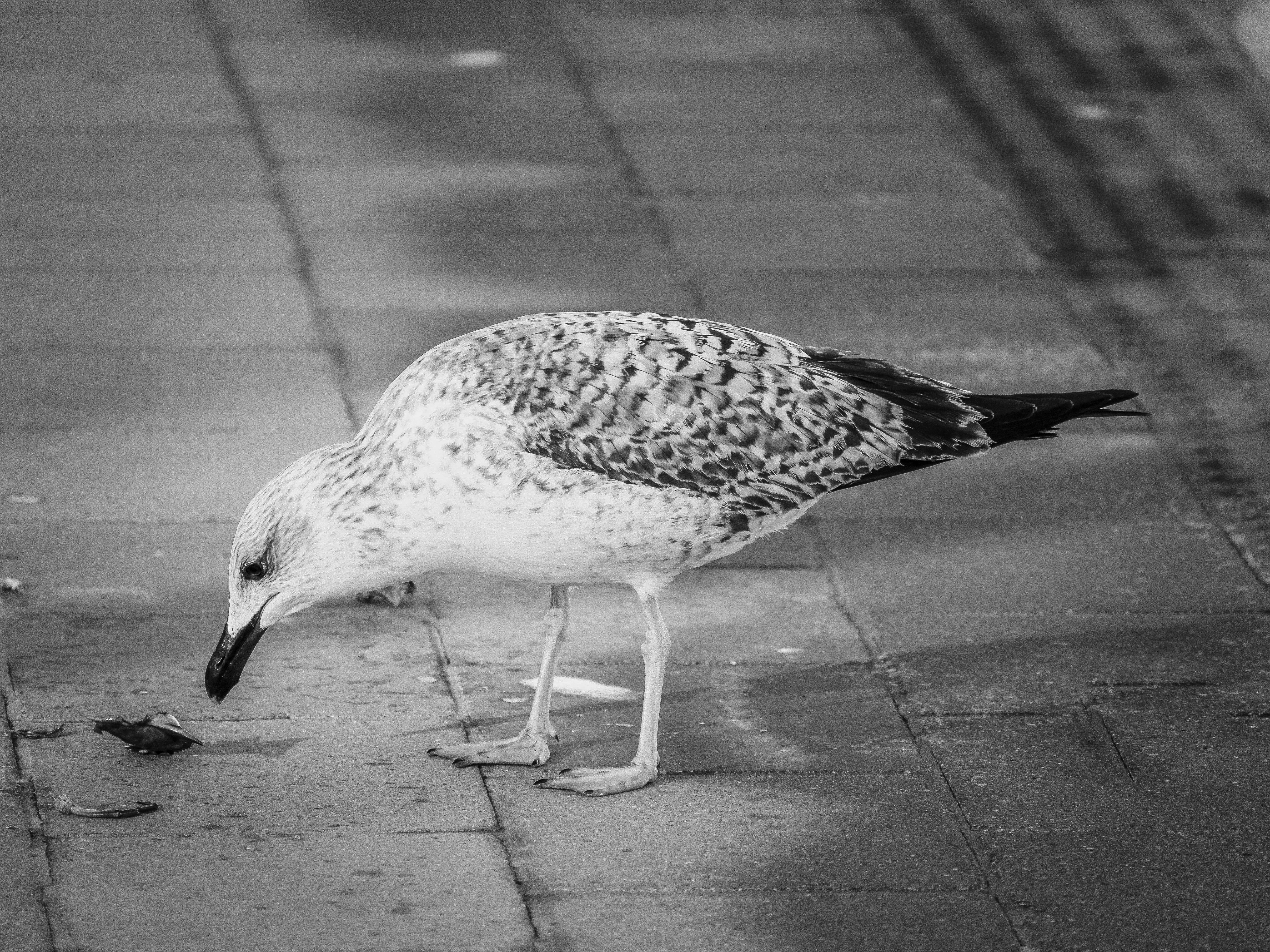 Seabird on a City Walk Shares a Quiet Moment with the Ground