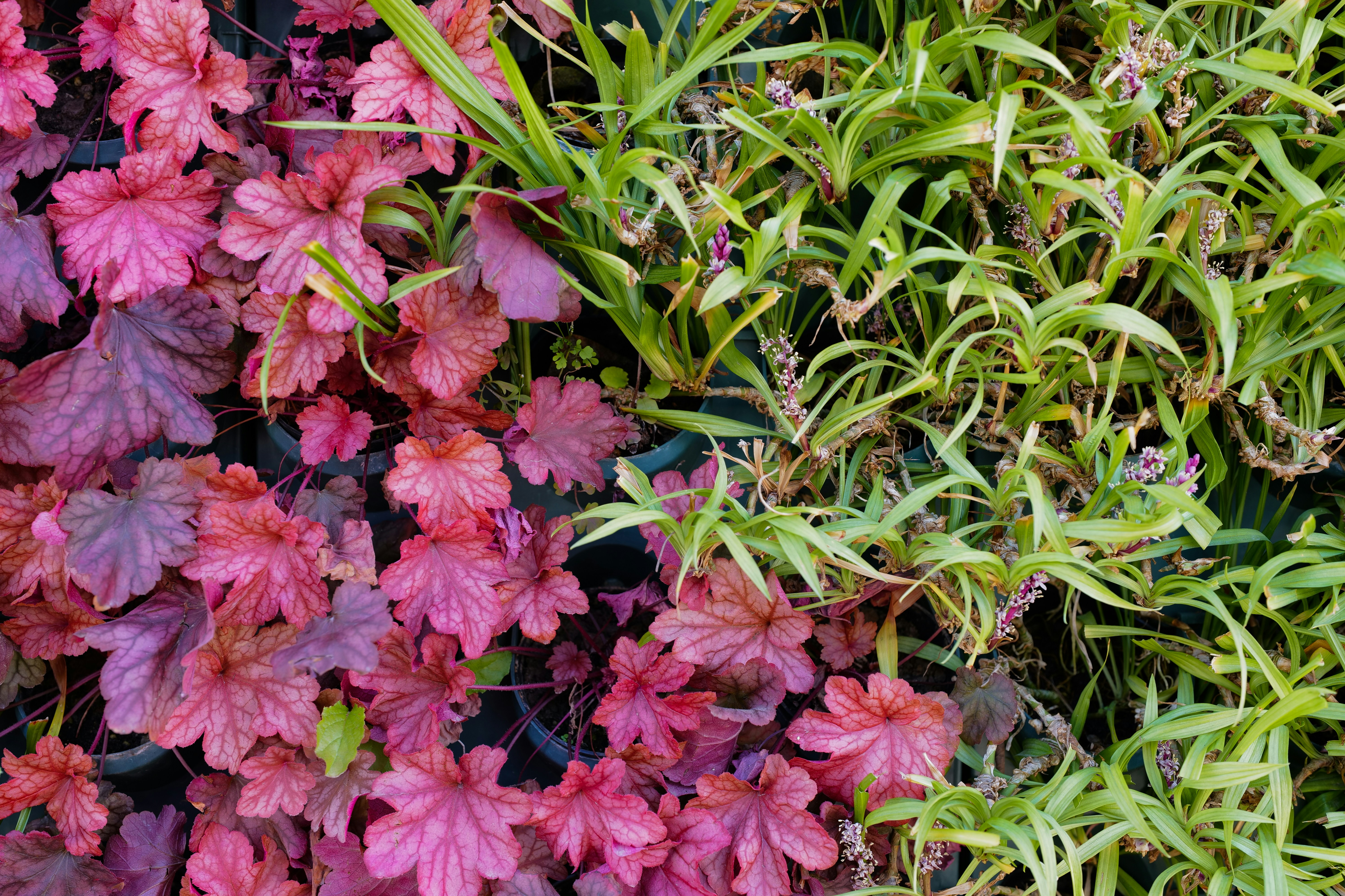 Crimson Begonias Against a Verdant Foliage Tapestry