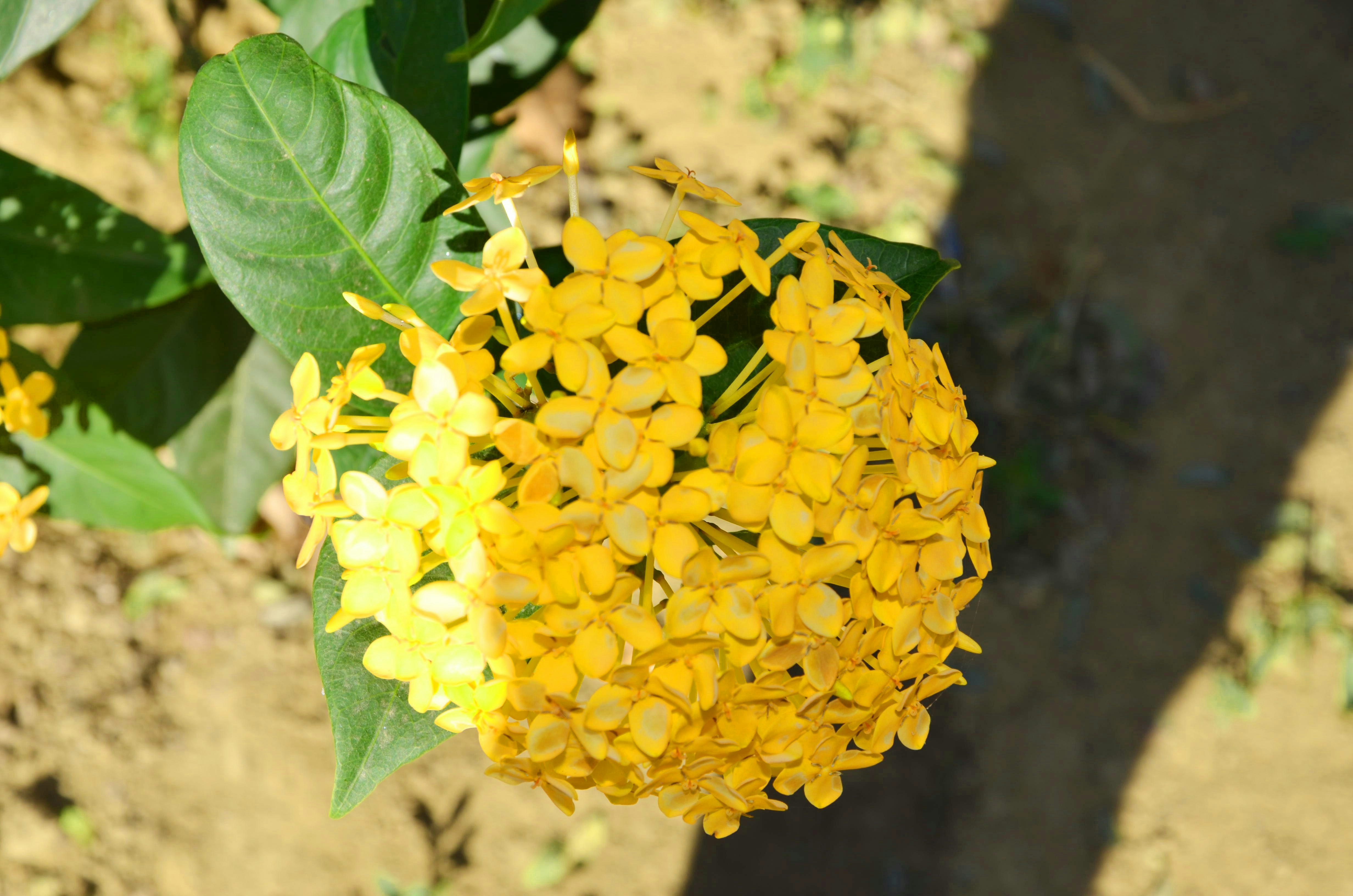 Sunlit Lantana Ball: Micro-flowers in a Warm Yellow Burst