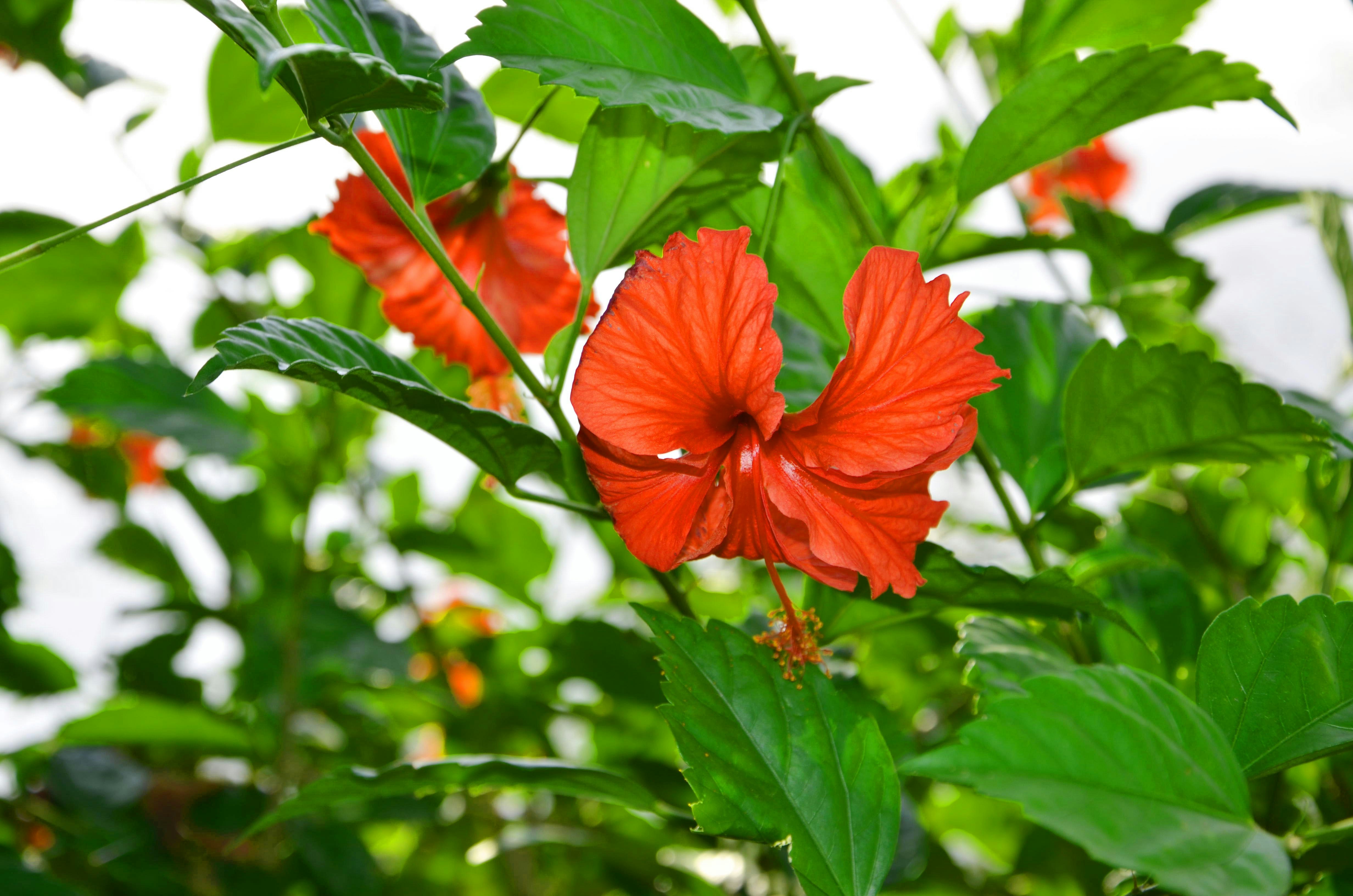 Crimson Hibiscus Framed by Verdant Foliage