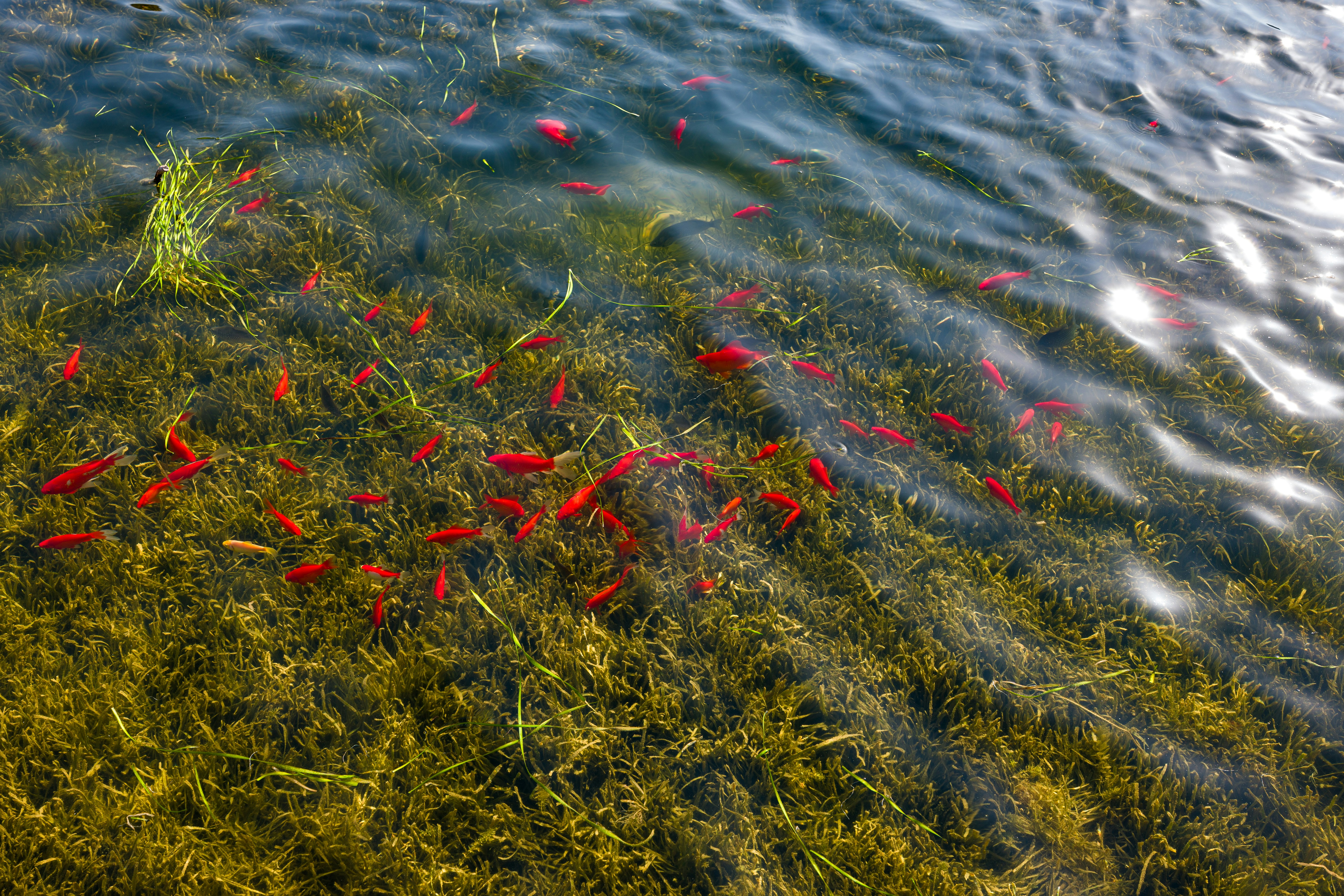 Crimson School Over a Sunlit Seagrass Meadow