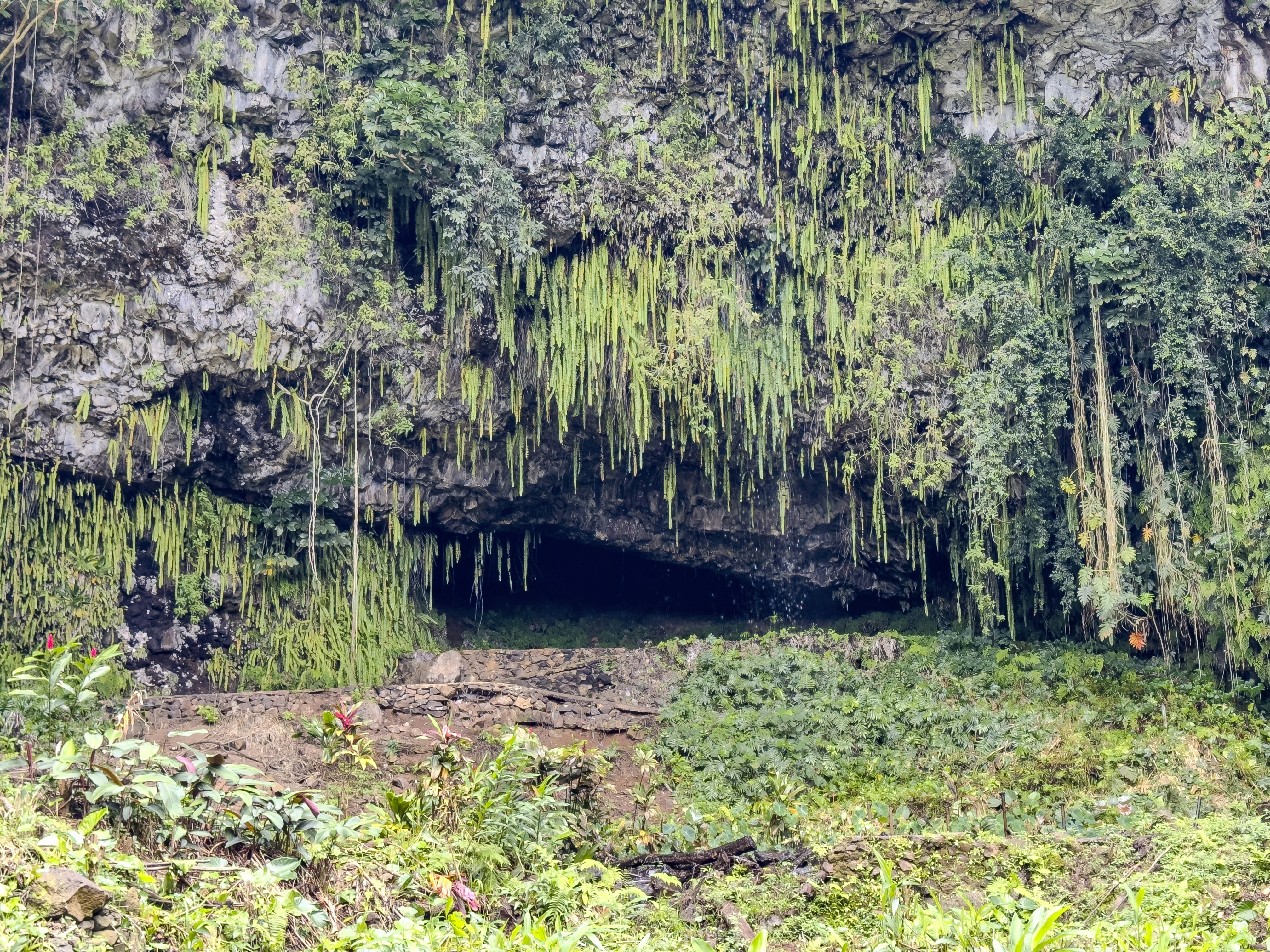 A cave with moss growing on the side of it photo – Free Kauai county ...
