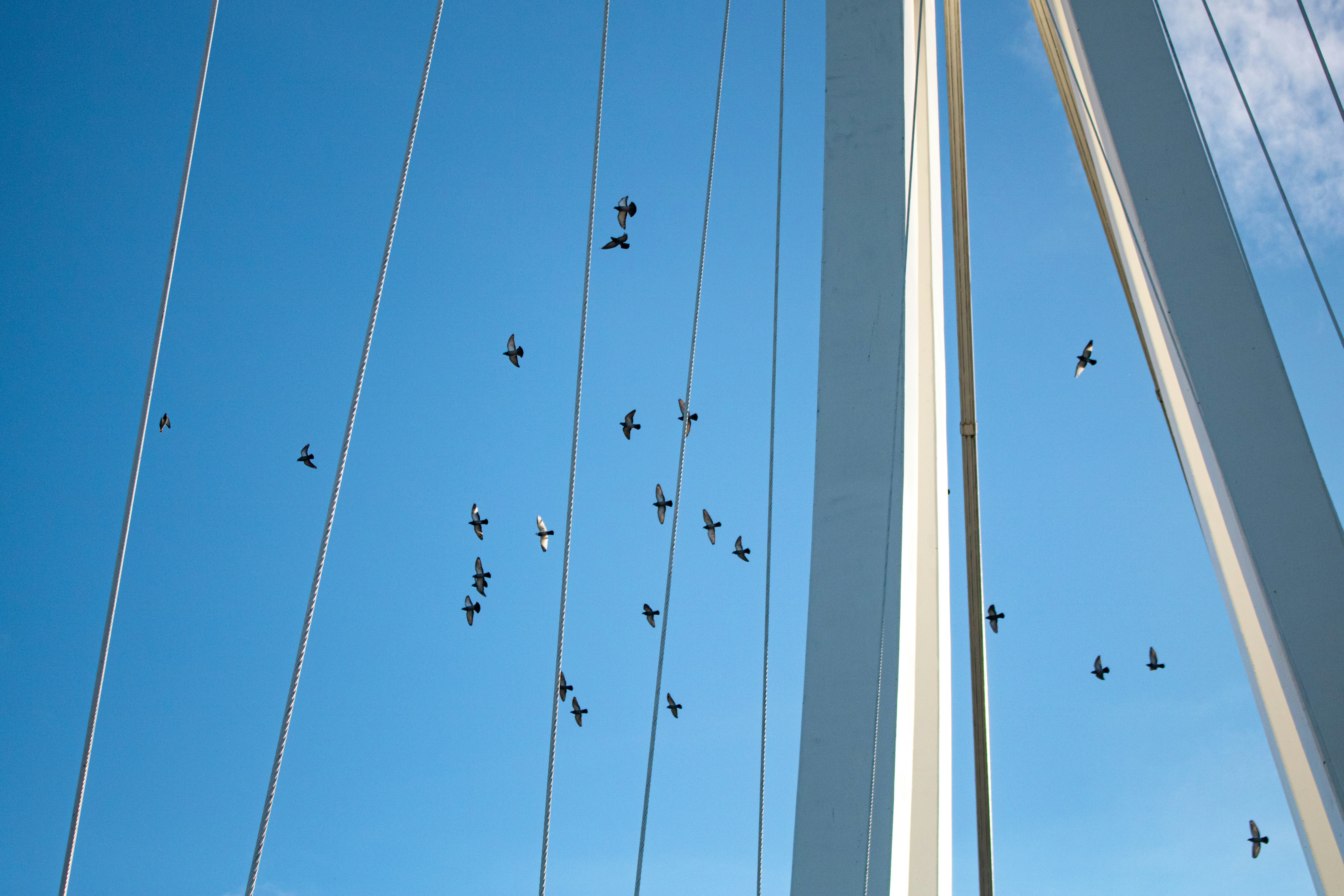 A group of birds flying over a bridge photo – Free Wallpaper Image on ...