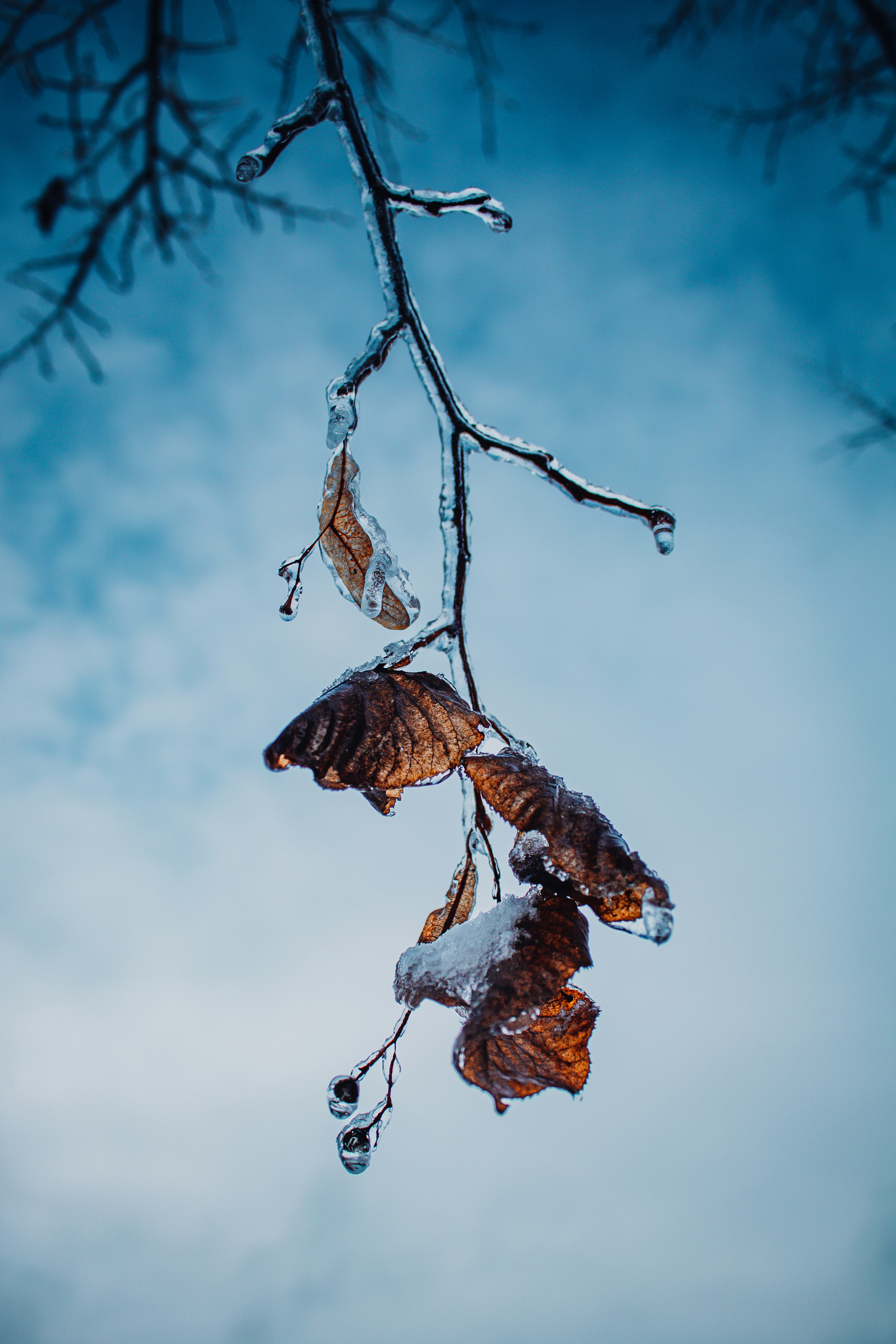 A tree branch with ice hanging from it photo – Free Ice Image on Unsplash