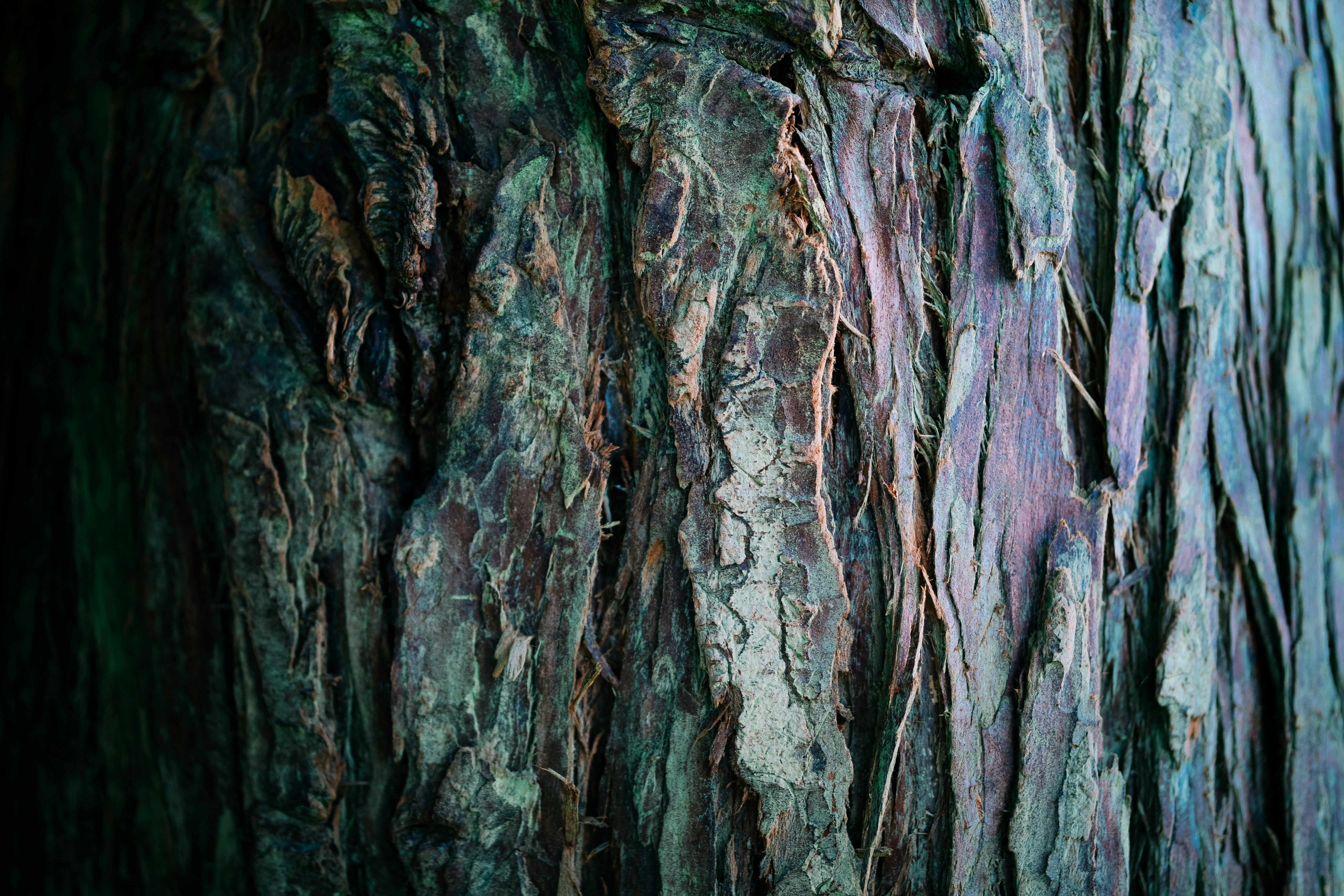 Photo by Aleksandra Boguslawska with Canon EOS 5D Mark IV