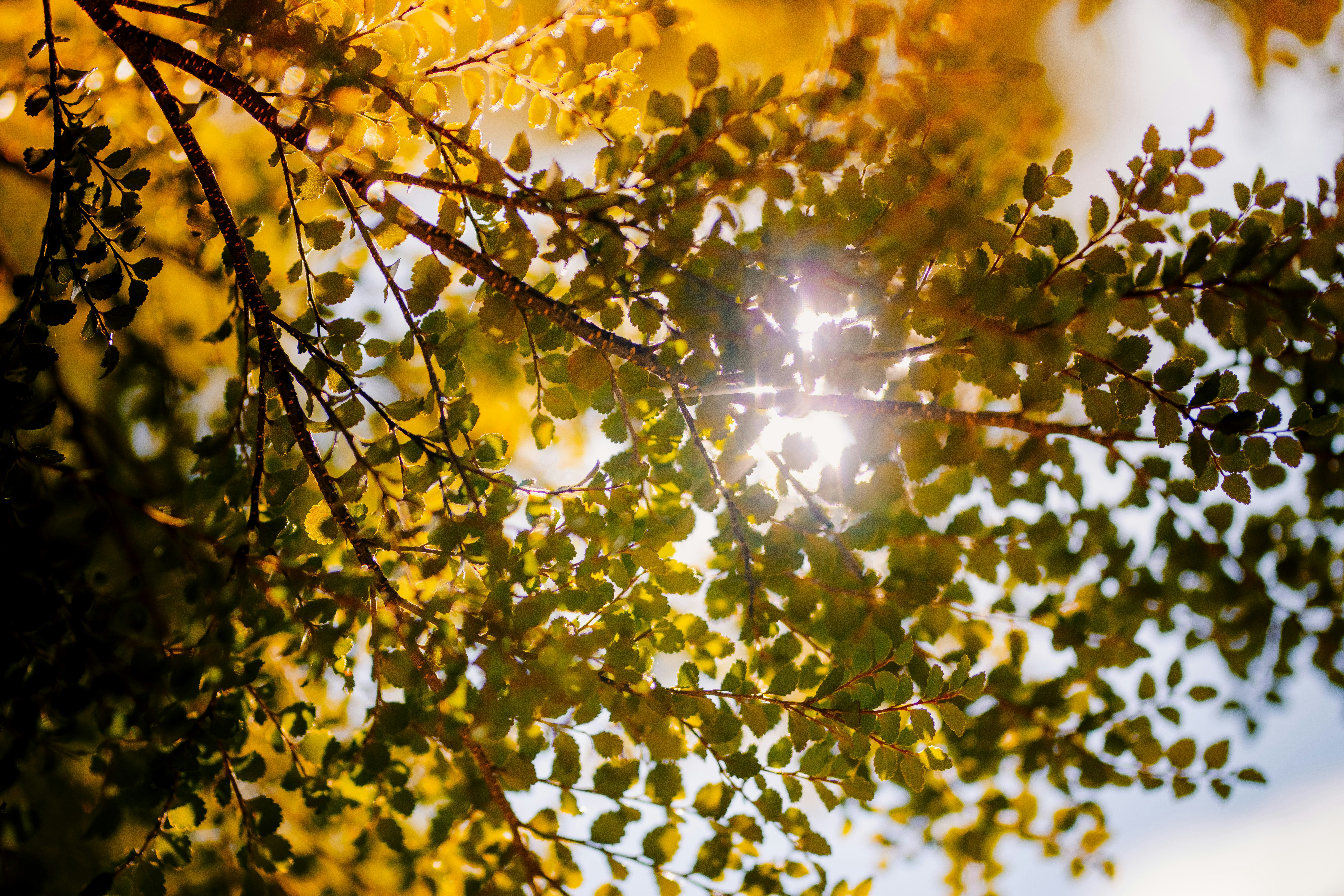 Sunlight filtering through vibrant green leaves creates a natural mosaic against a clear sky.