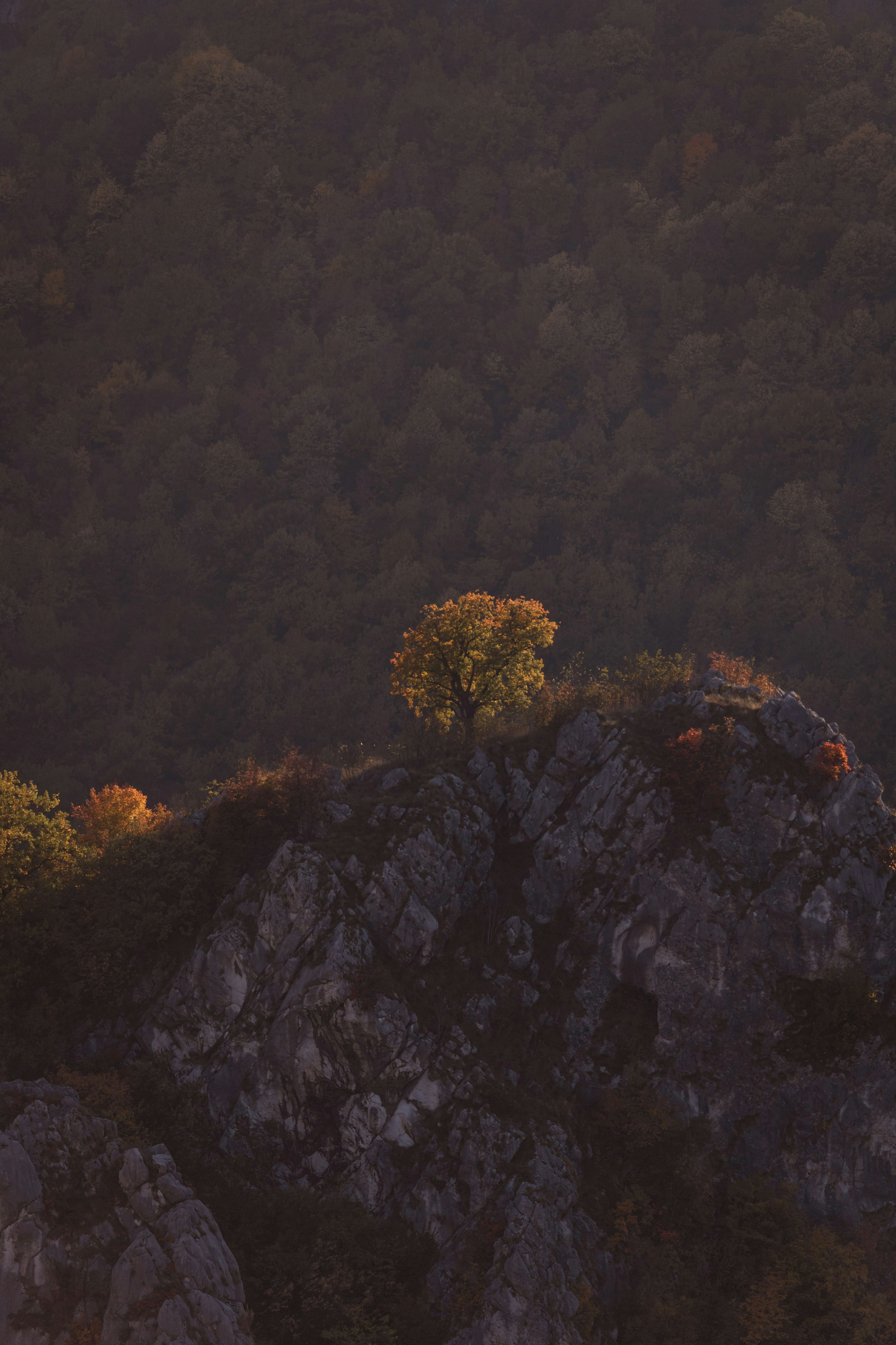 Lone tree illuminated by warm light on a rocky cliff against a shadowy forest backdrop.