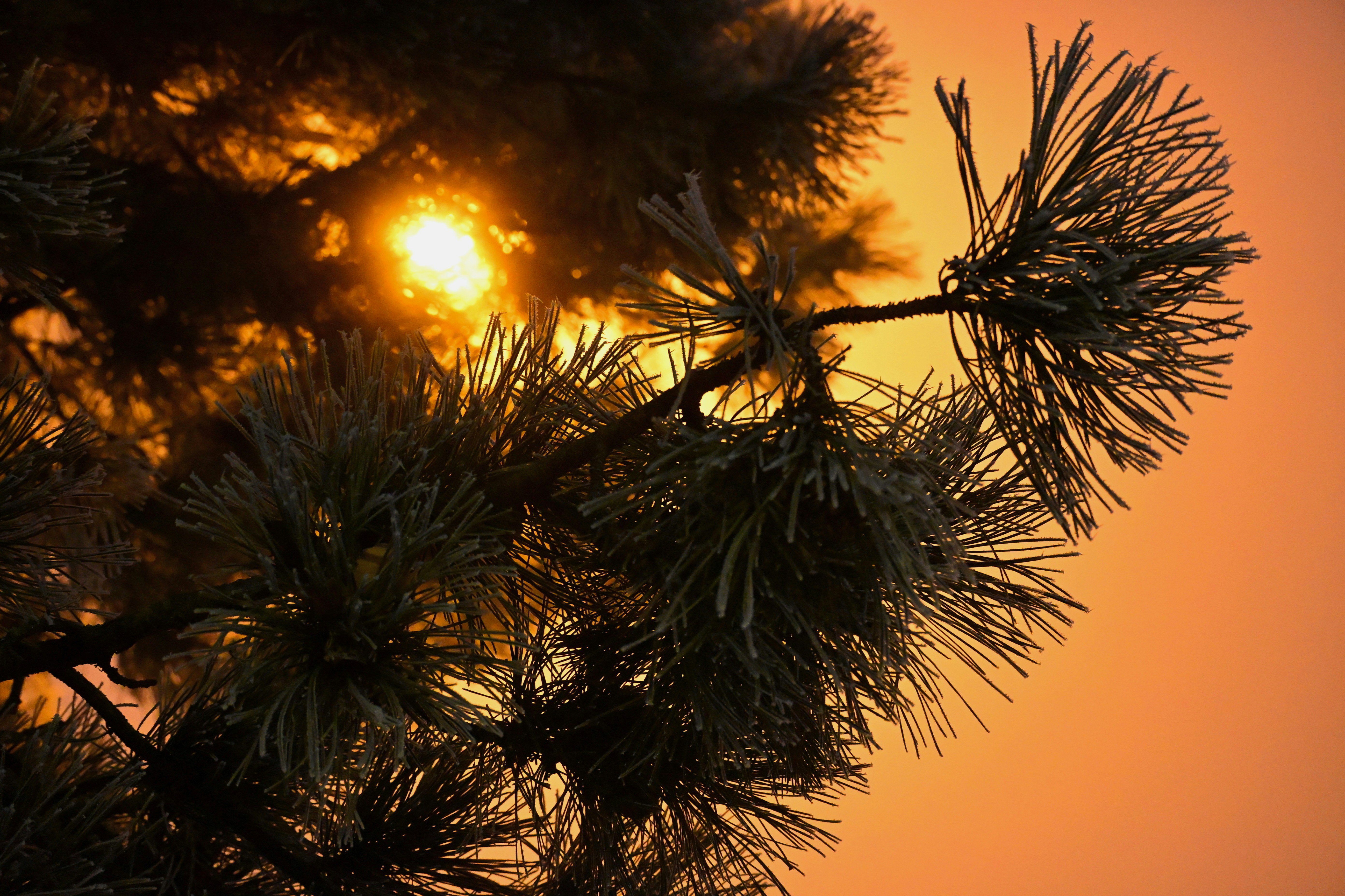 The sun is shining through the branches of a pine tree photo – Free ...