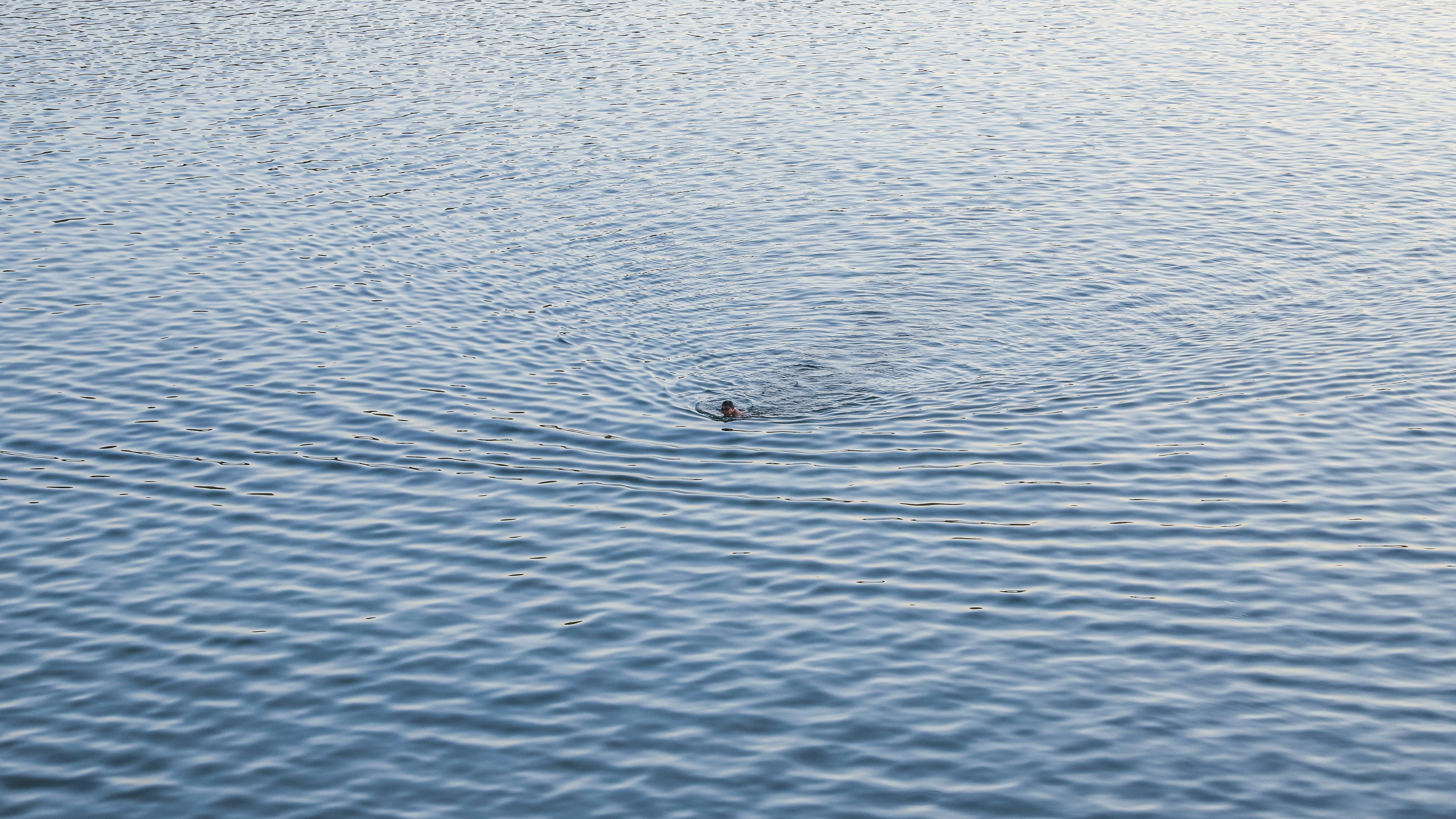 A bird is swimming in a lake with ripples photo – Free Wallpaper Image ...