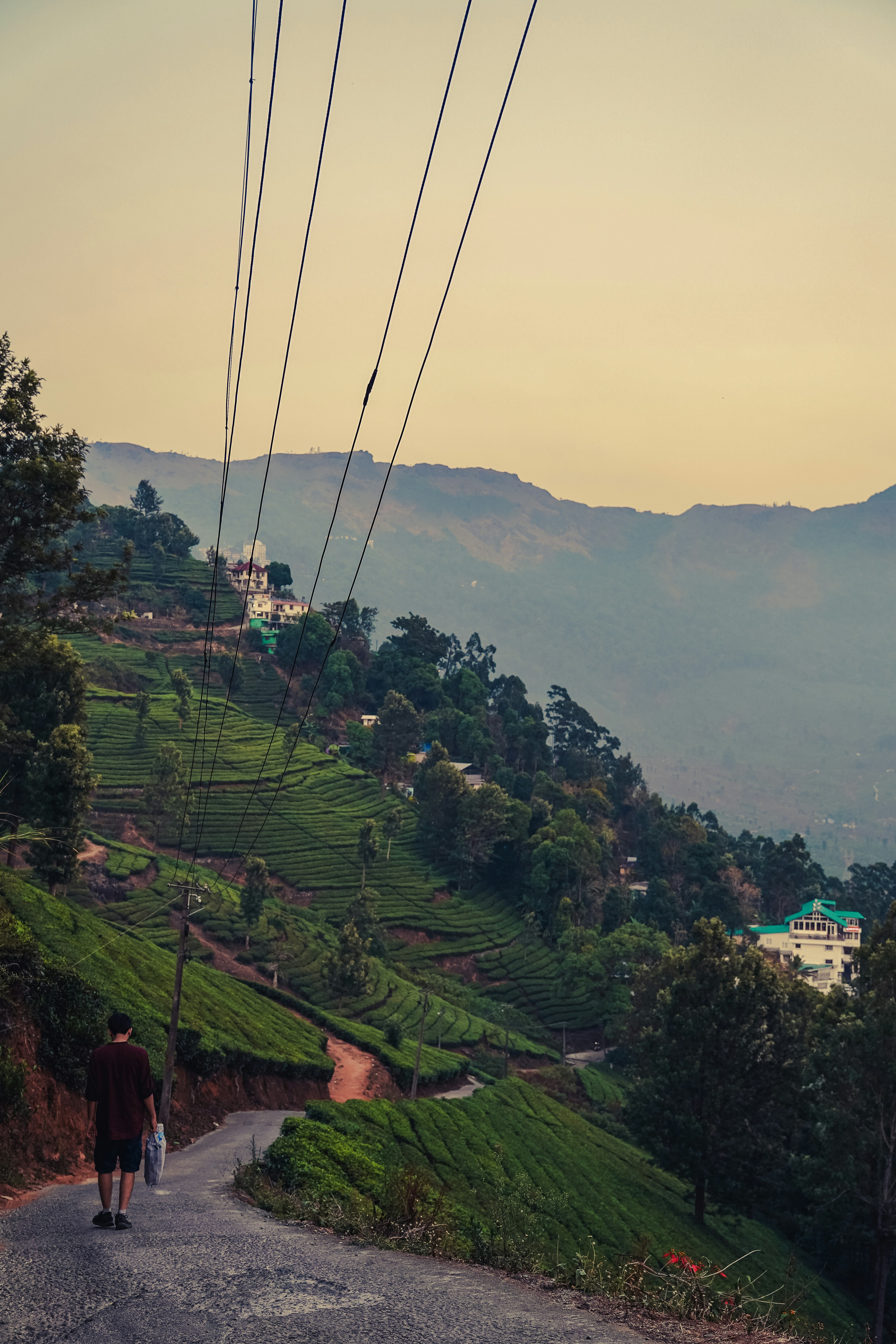 Terraced Tea Fields Descend Under Parallel Cables at Dusk