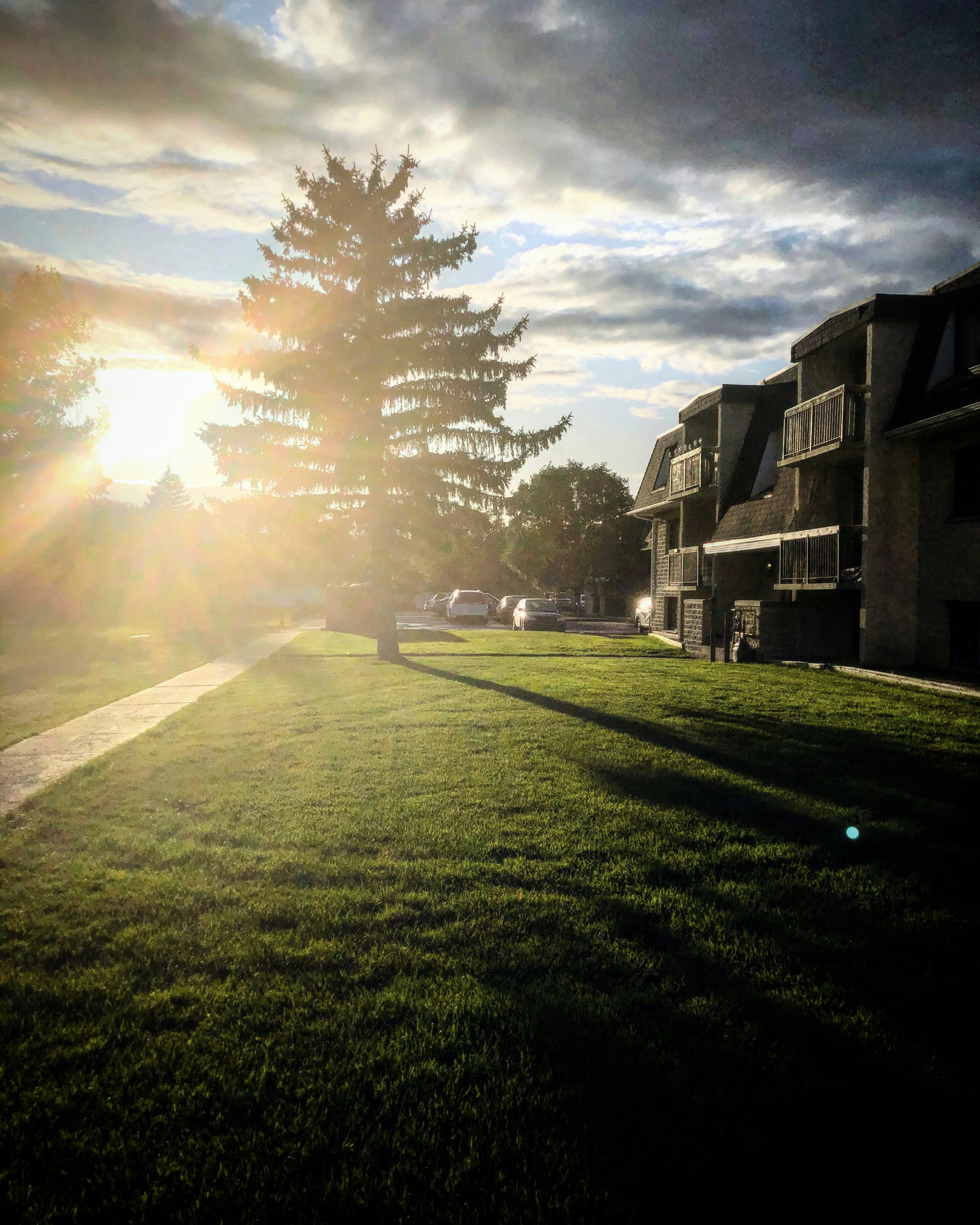 A sun-drenched tree casts long shadows on a grassy pathway beside an apartment building, evoking tranquility in the late afternoon light.