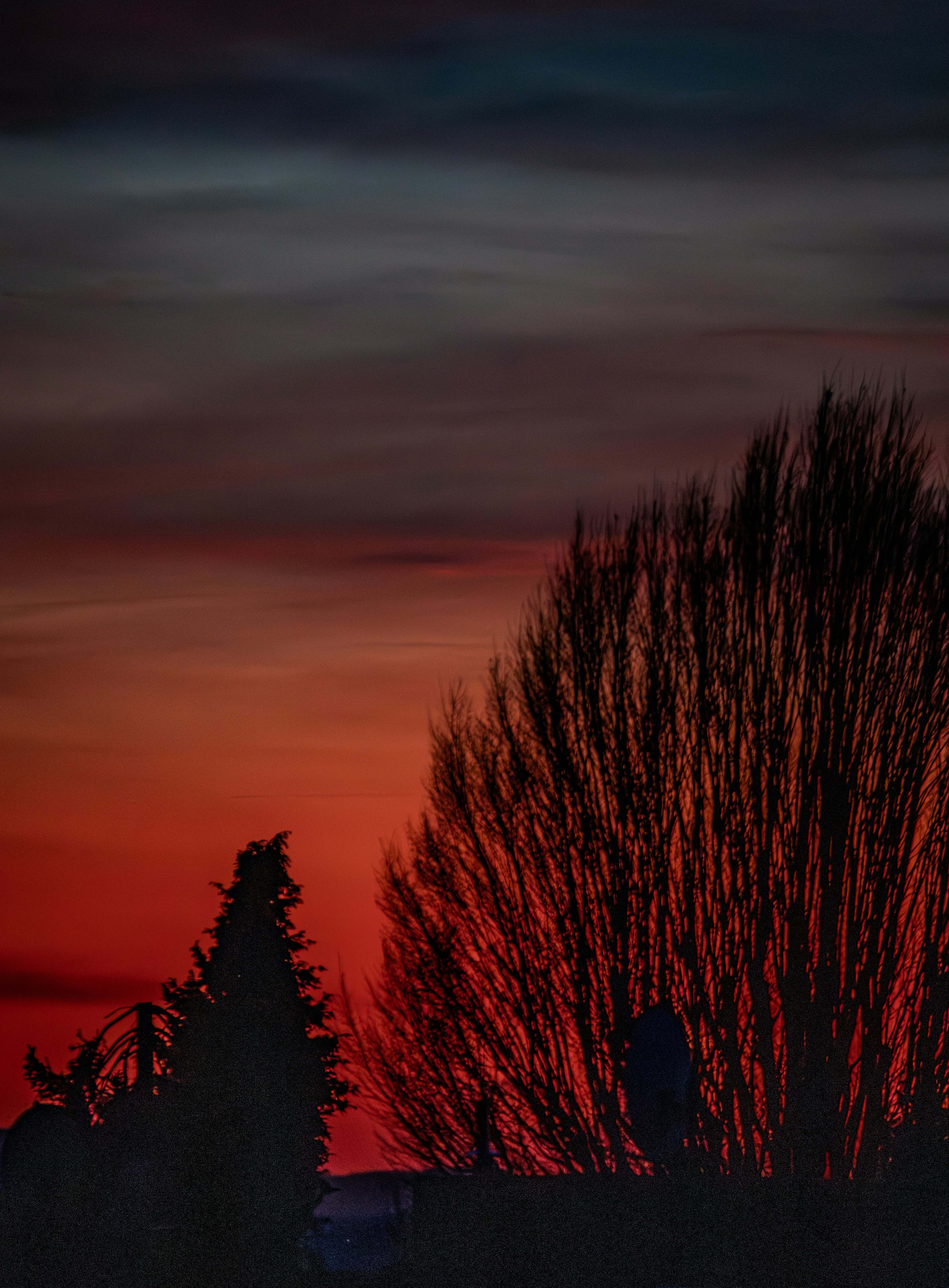 The sun is setting behind a tree with no leaves photo – Free 69469 ...