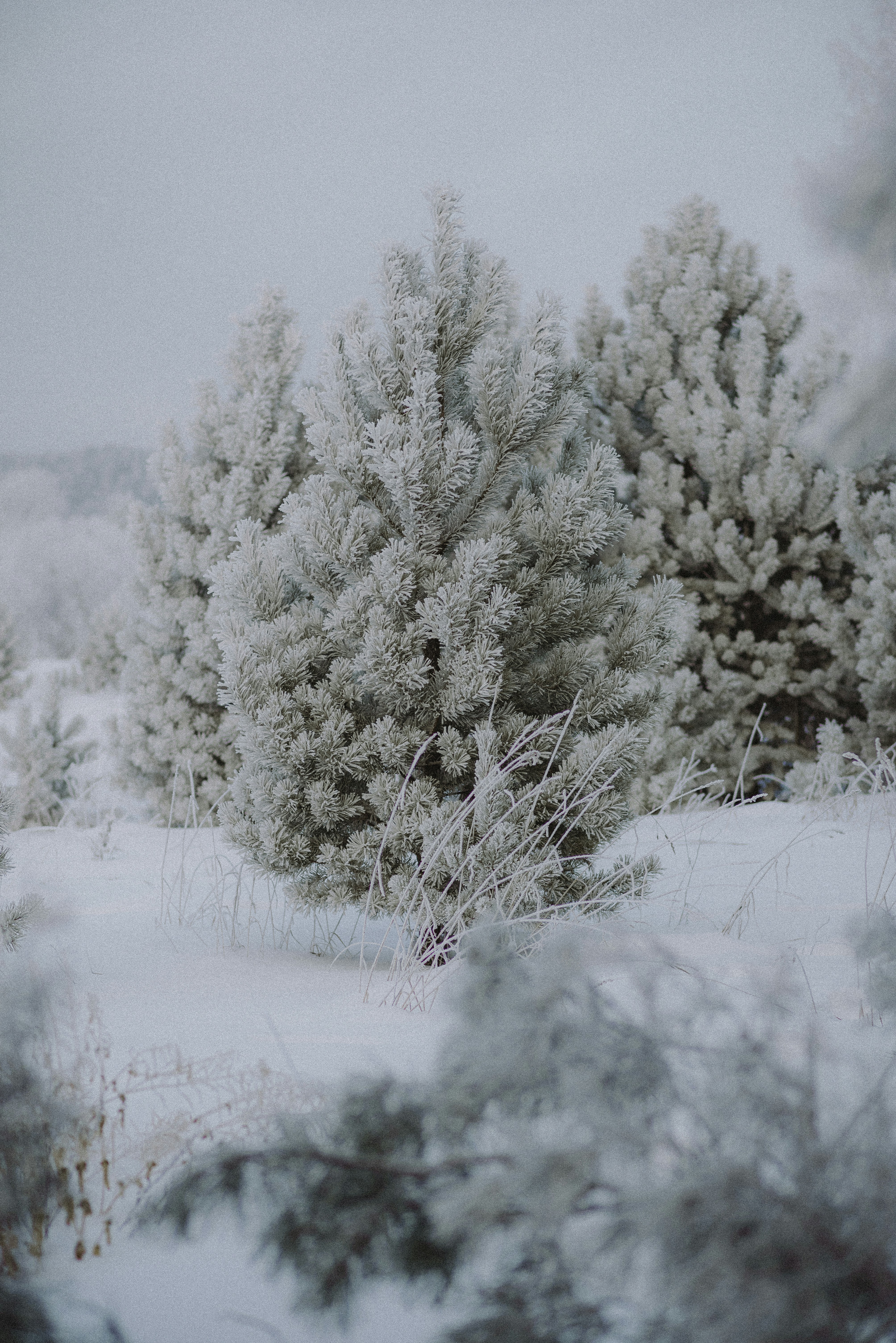 A snow covered field with trees in the background photo – Free Winter ...
