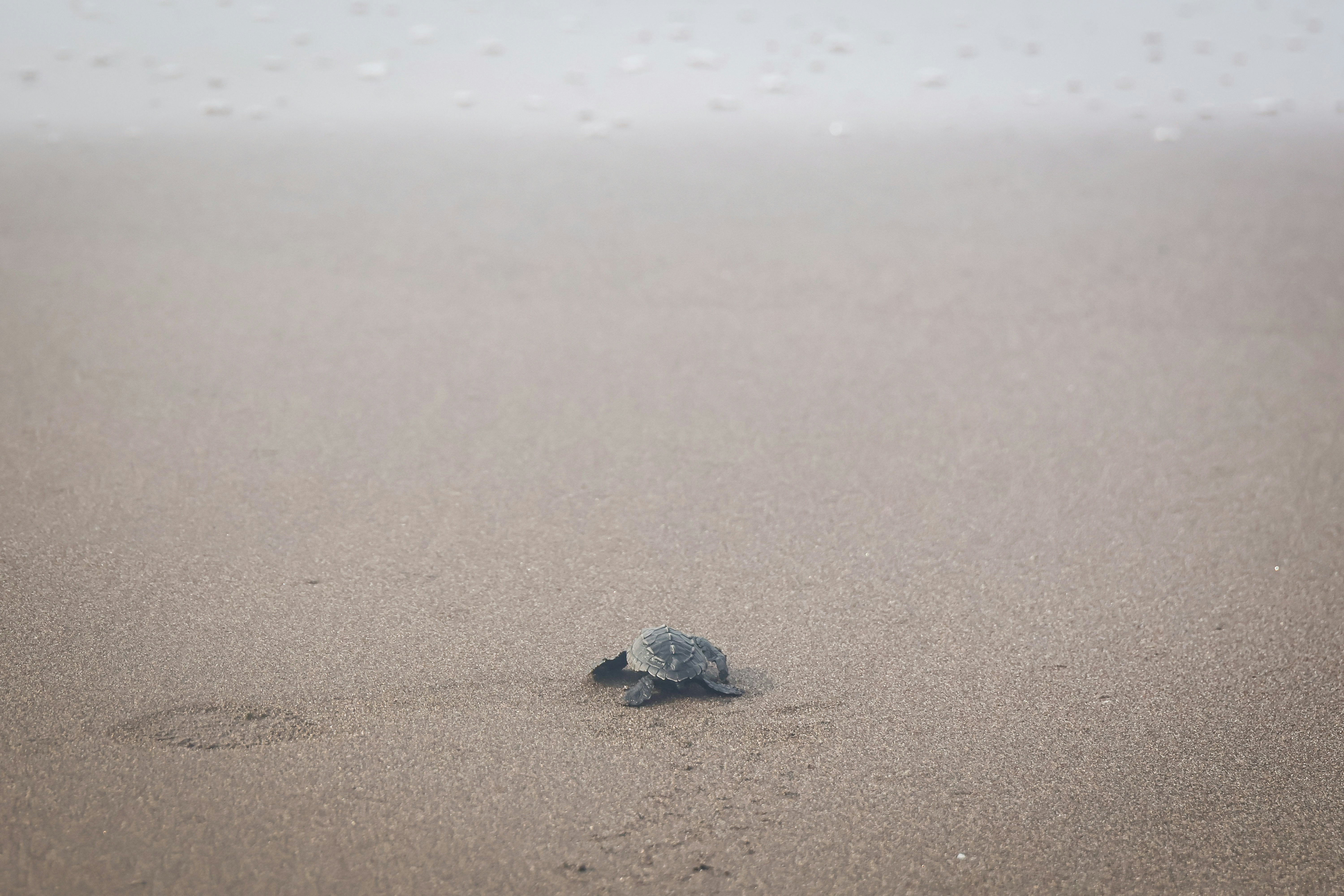 Una pequeña roca situada encima de una playa de arena foto – Imagen de ...