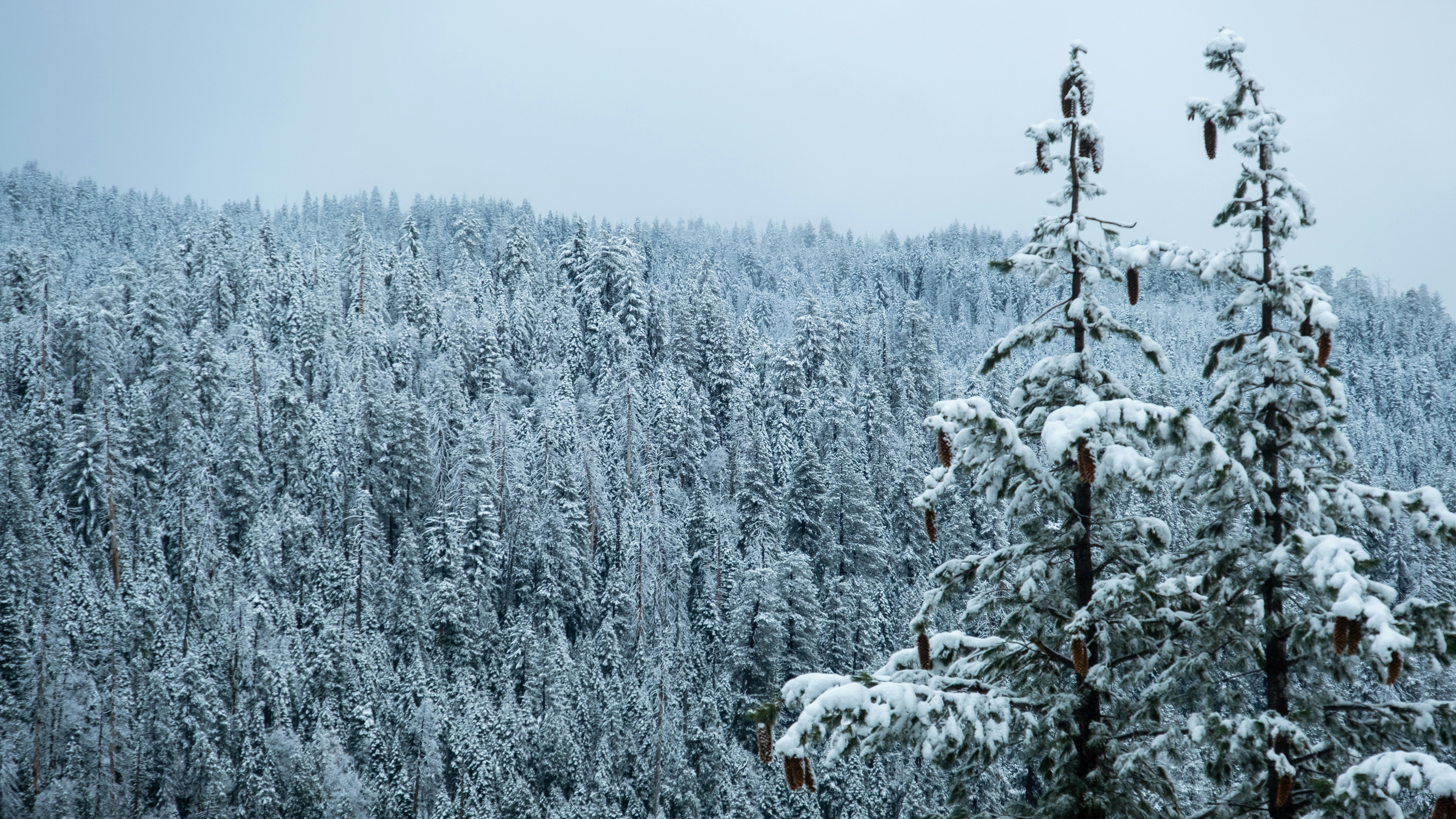 A snowy forest with trees covered in snow photo – Free Yosemite ...