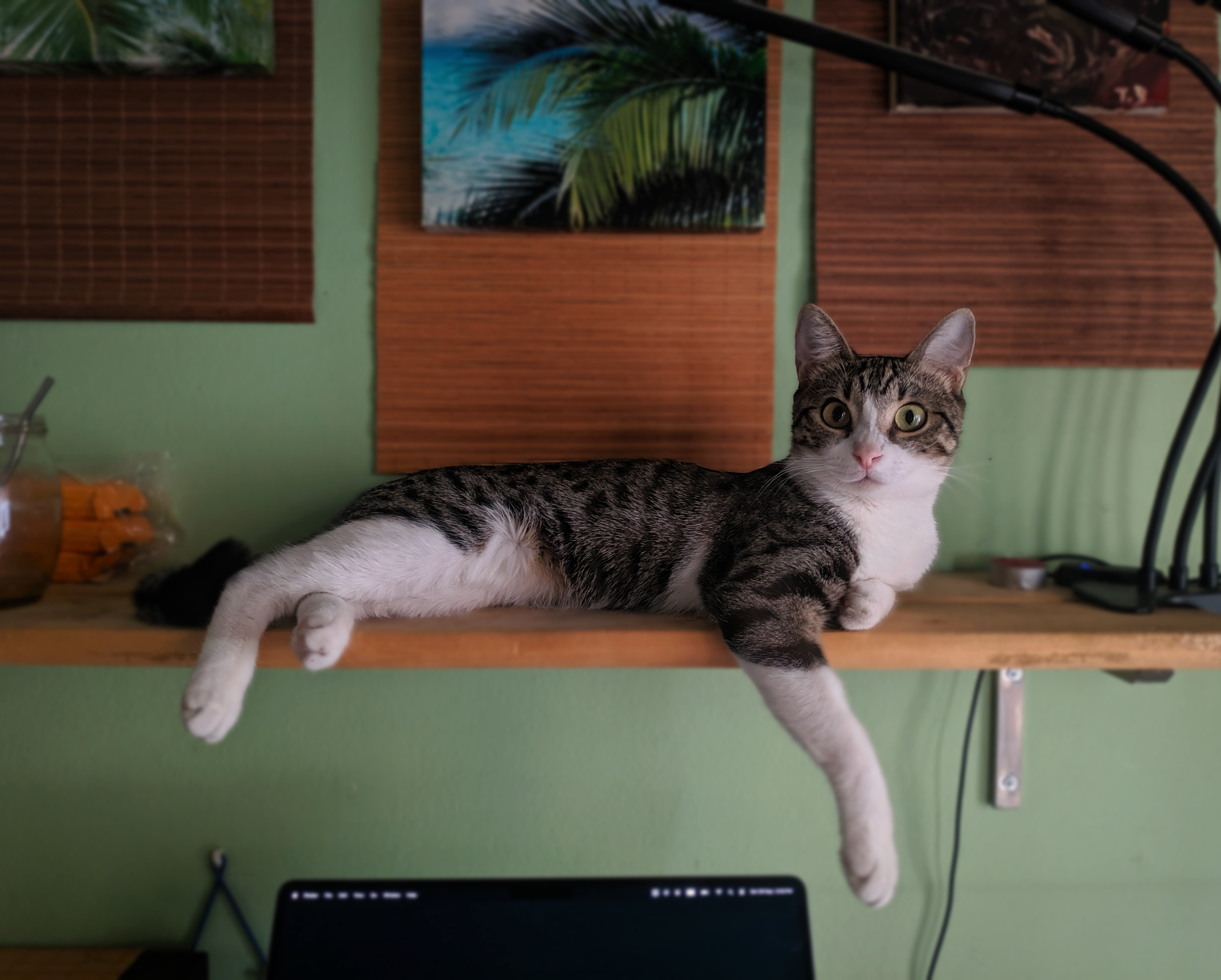 A cat laying on top of a wooden shelf photo – Free Cat Image on Unsplash