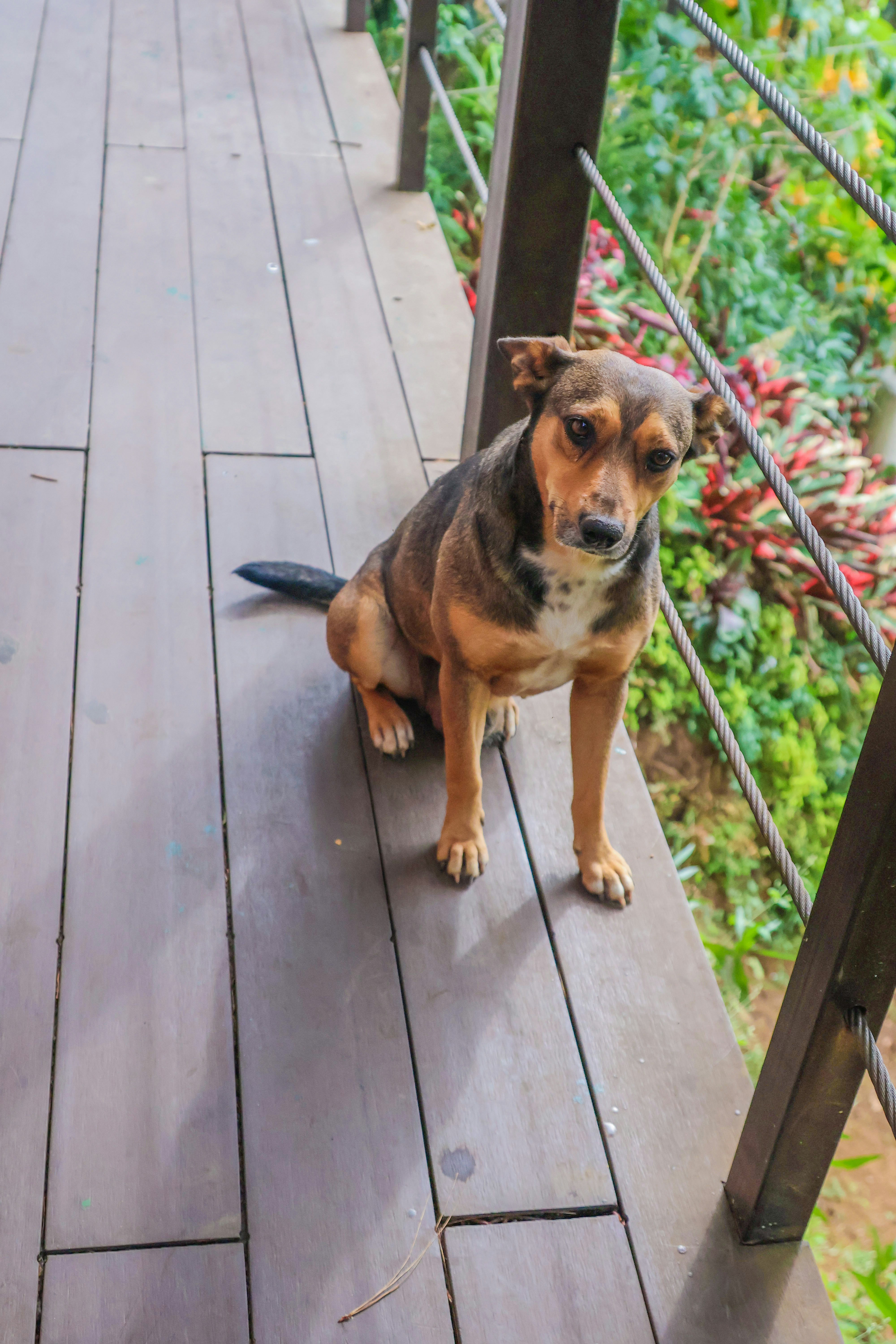 Pause on the Deck: A Curious Mixed-Breed Pup Stares Toward the Garden Corridor