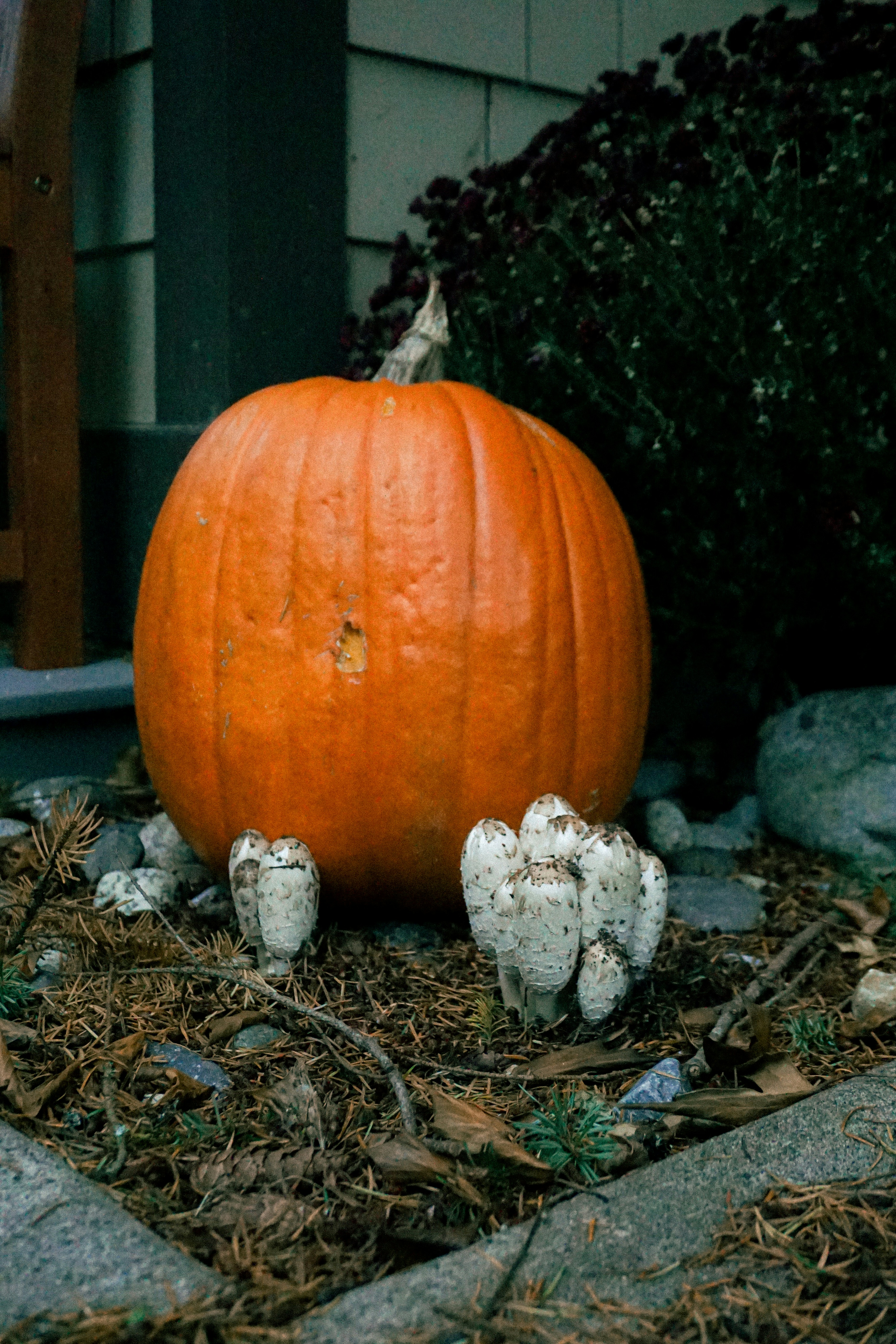 Harvest Harmony: A Pumpkin's Companions