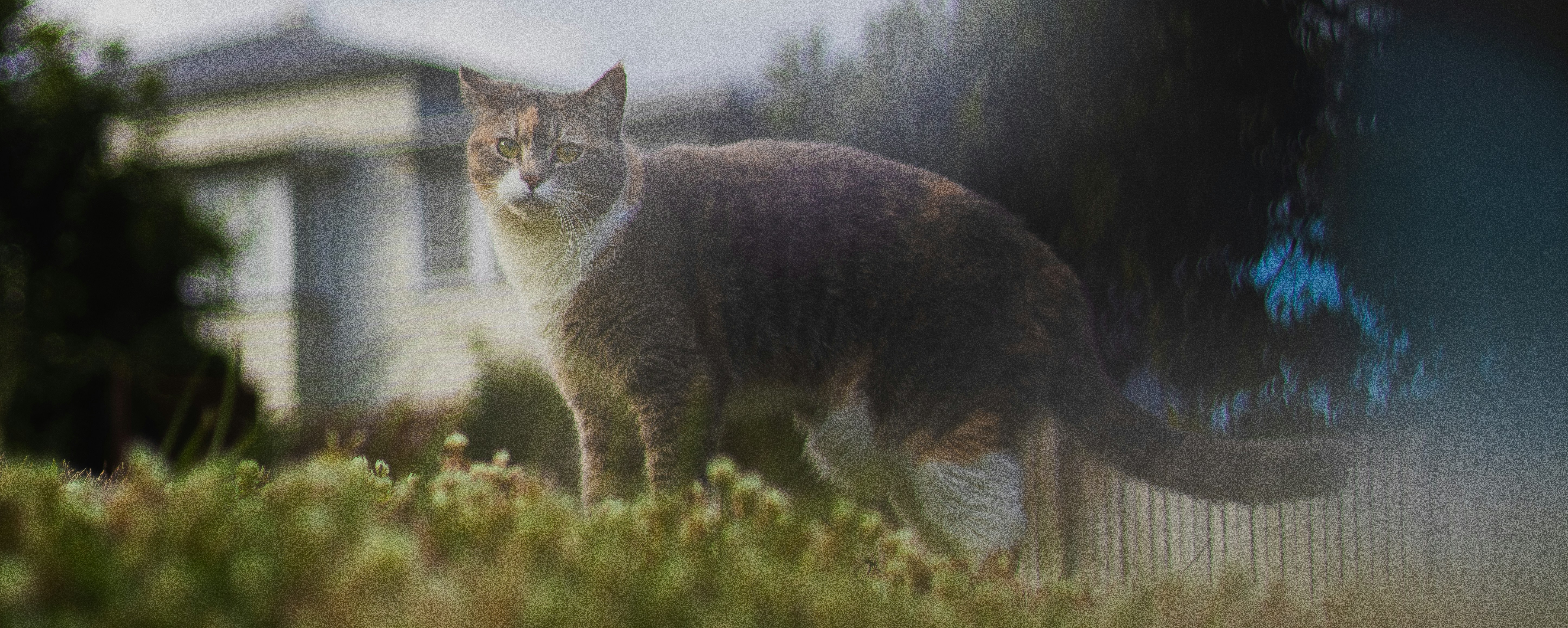 Curious Cat in a Sunlit Garden Border
