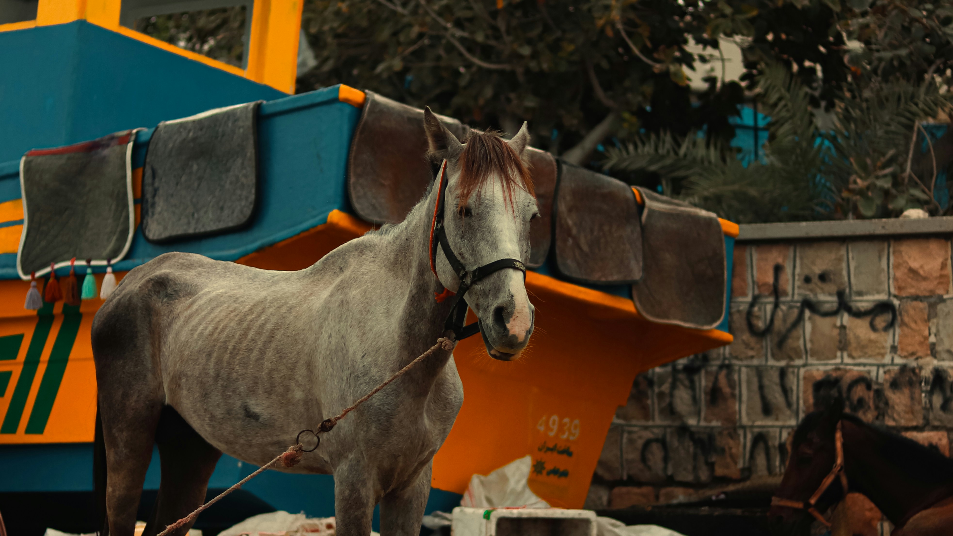 Grey Stallion Beside a Teal-Orange Carnival Frame