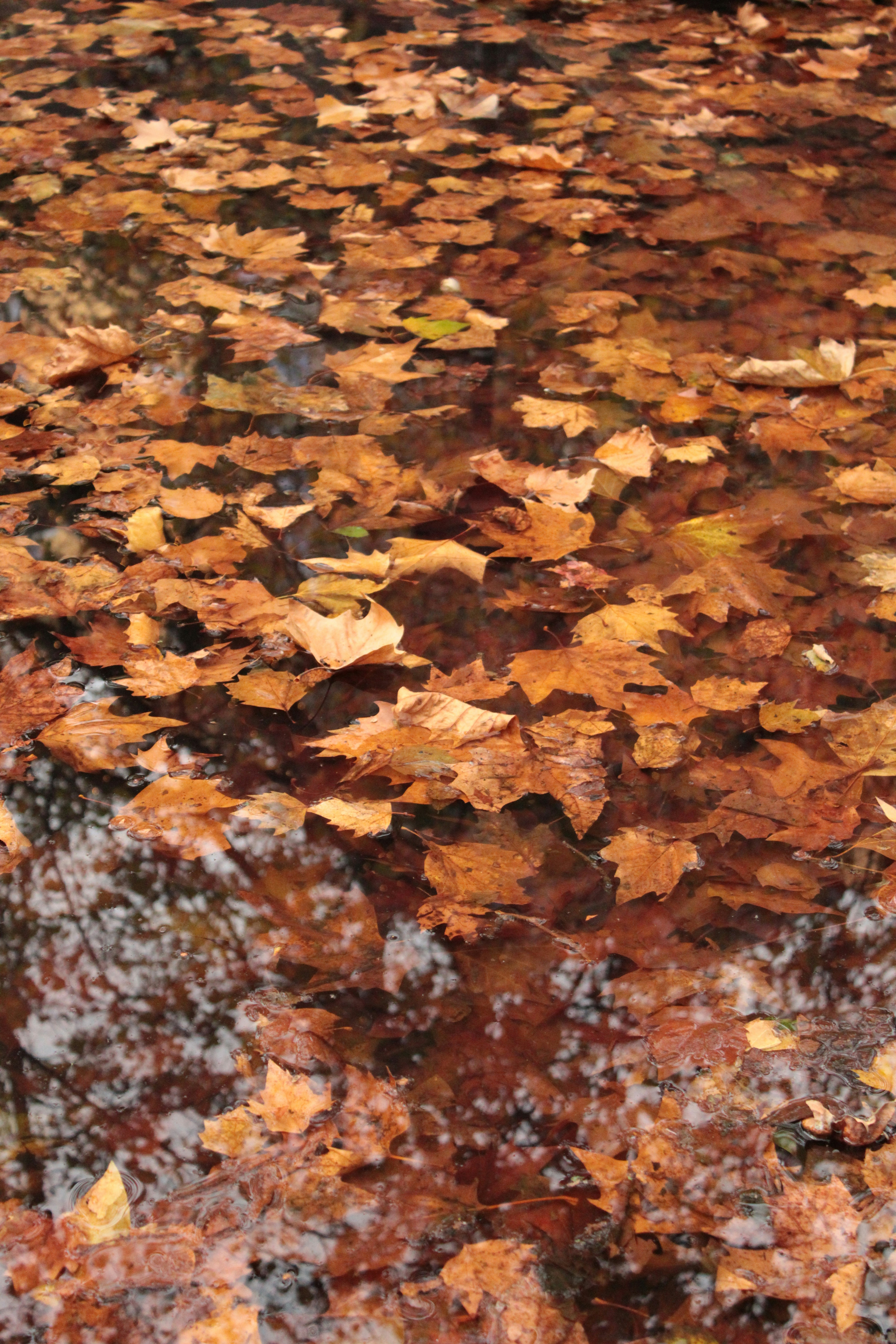 Fall leaves in a puddle of water