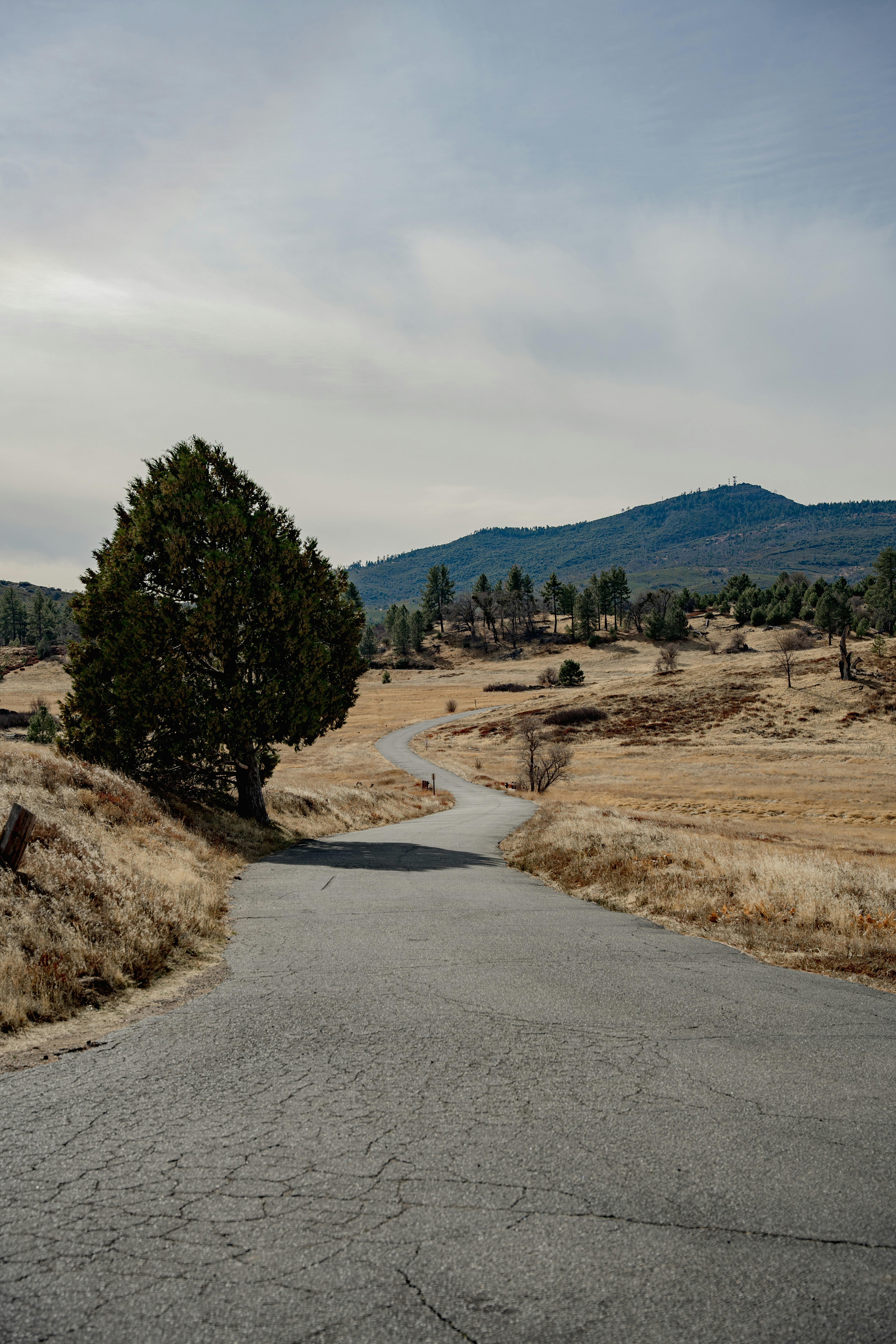 Winding Path Through a Golden Prairie Toward Quiet Hills