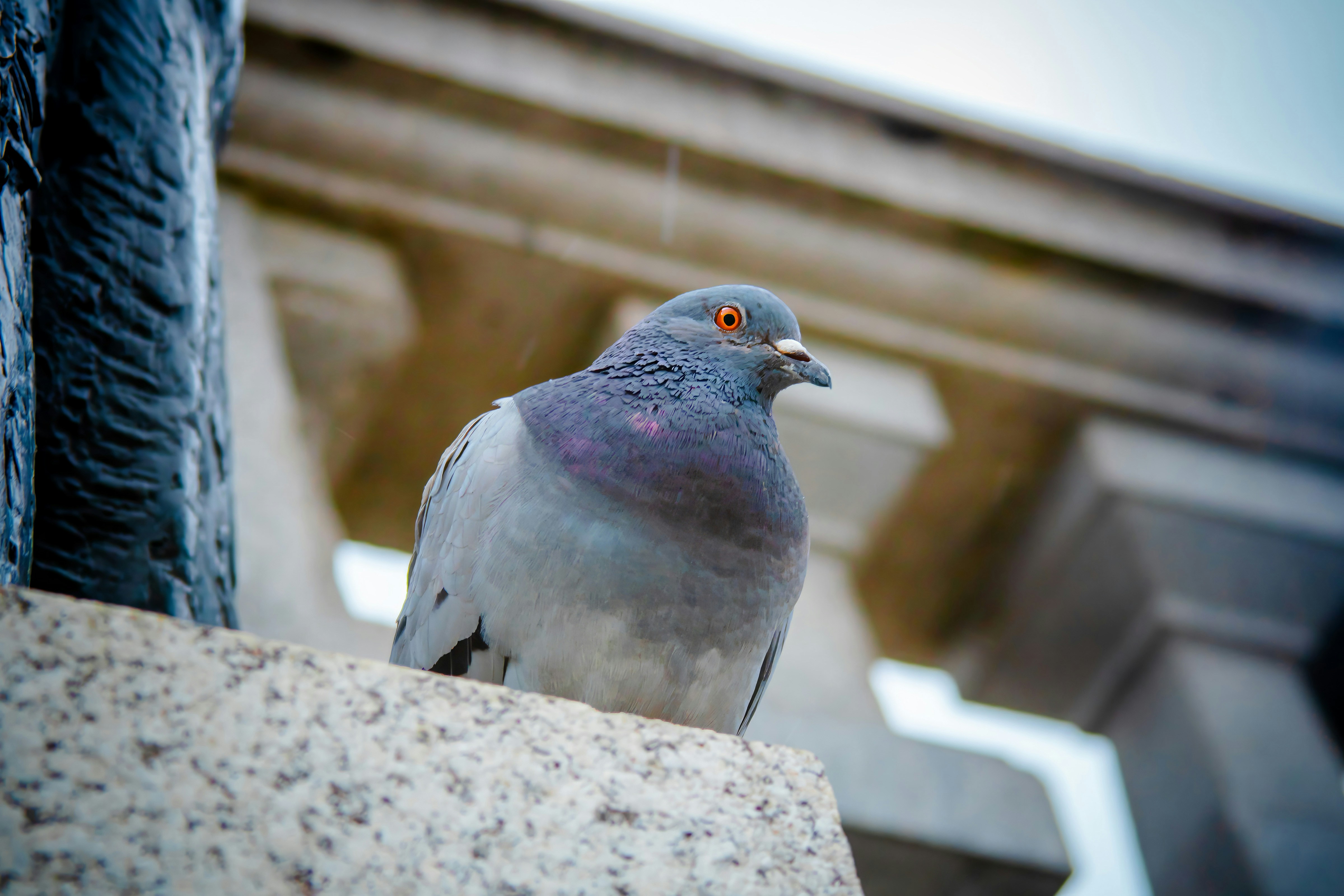Stone Sentinel: A Pigeon Beneath Timeworn Architecture