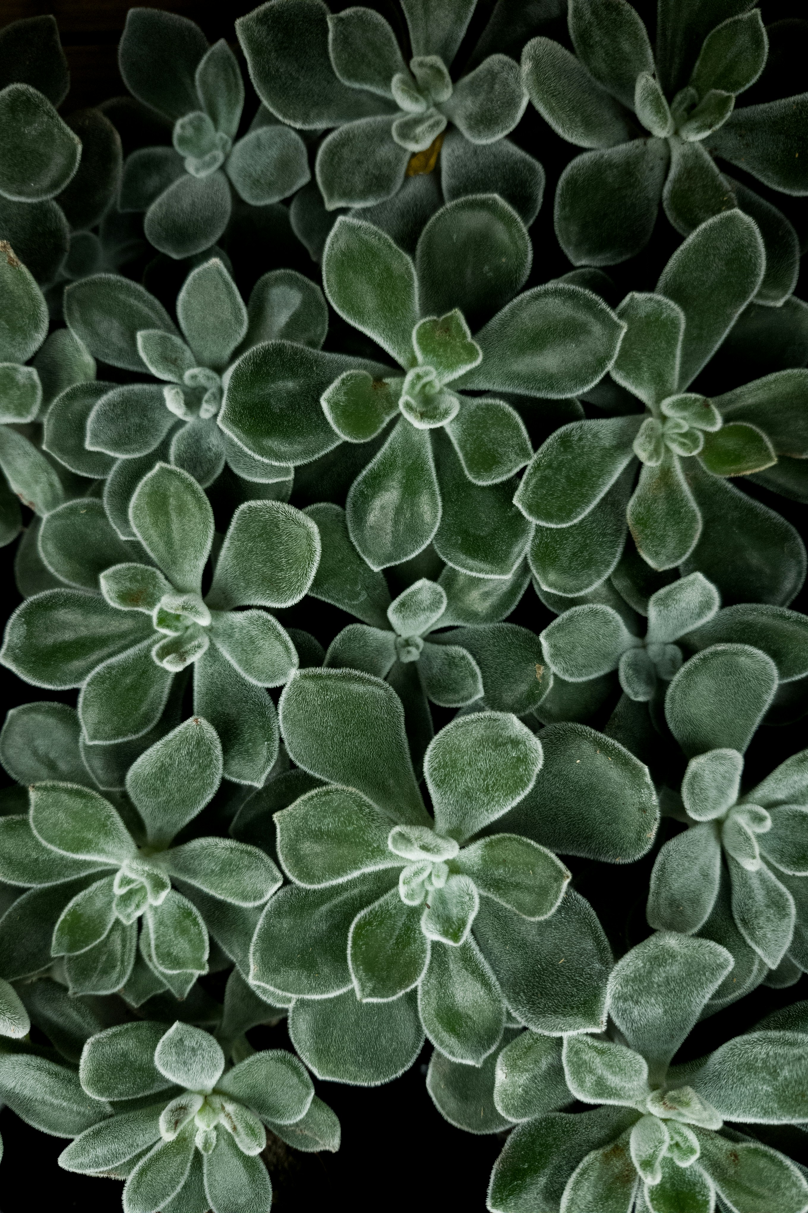 A closeup of a bunch of green leaves succulents