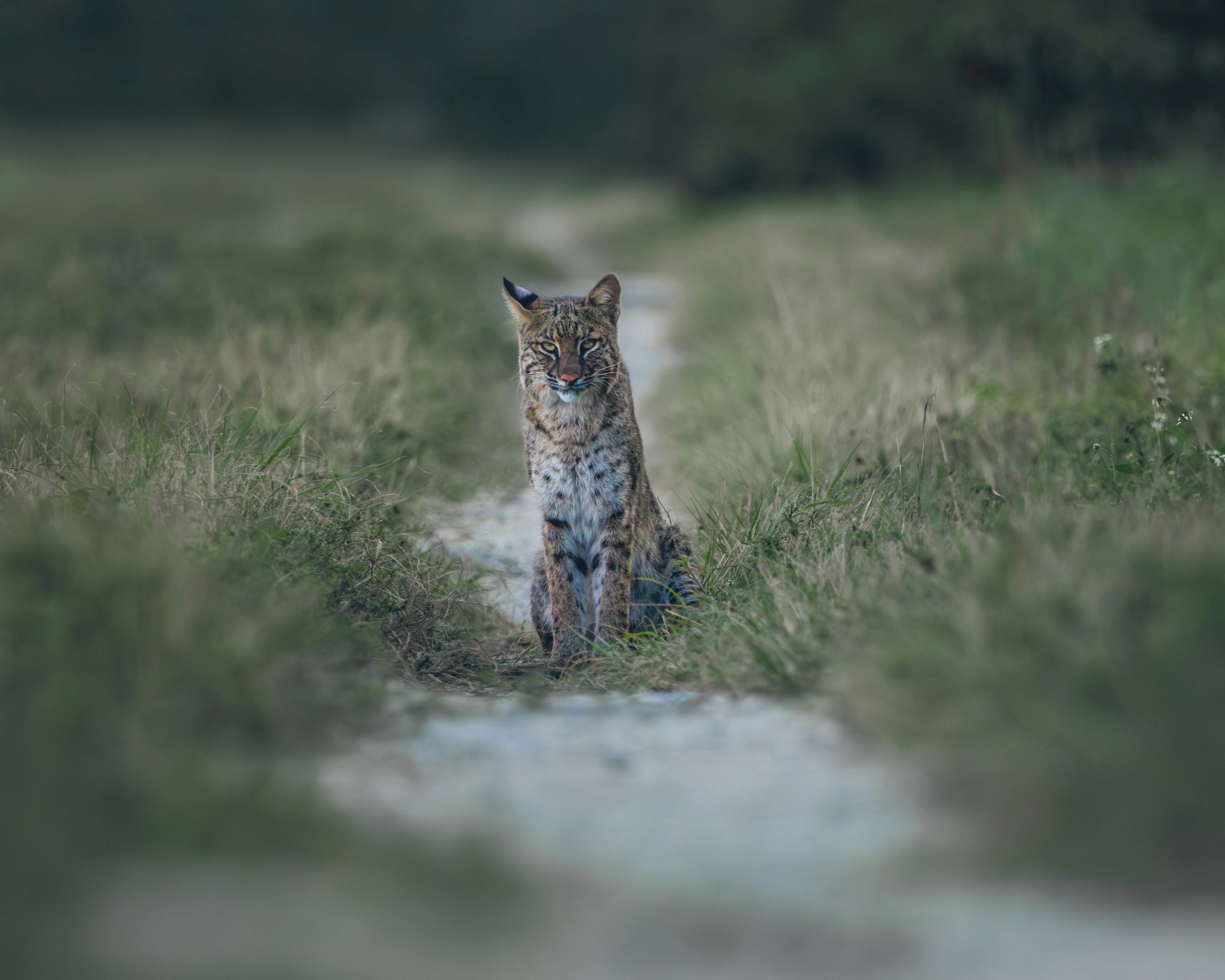 Cheetah on a Narrow Path: A Moment of Stare Down