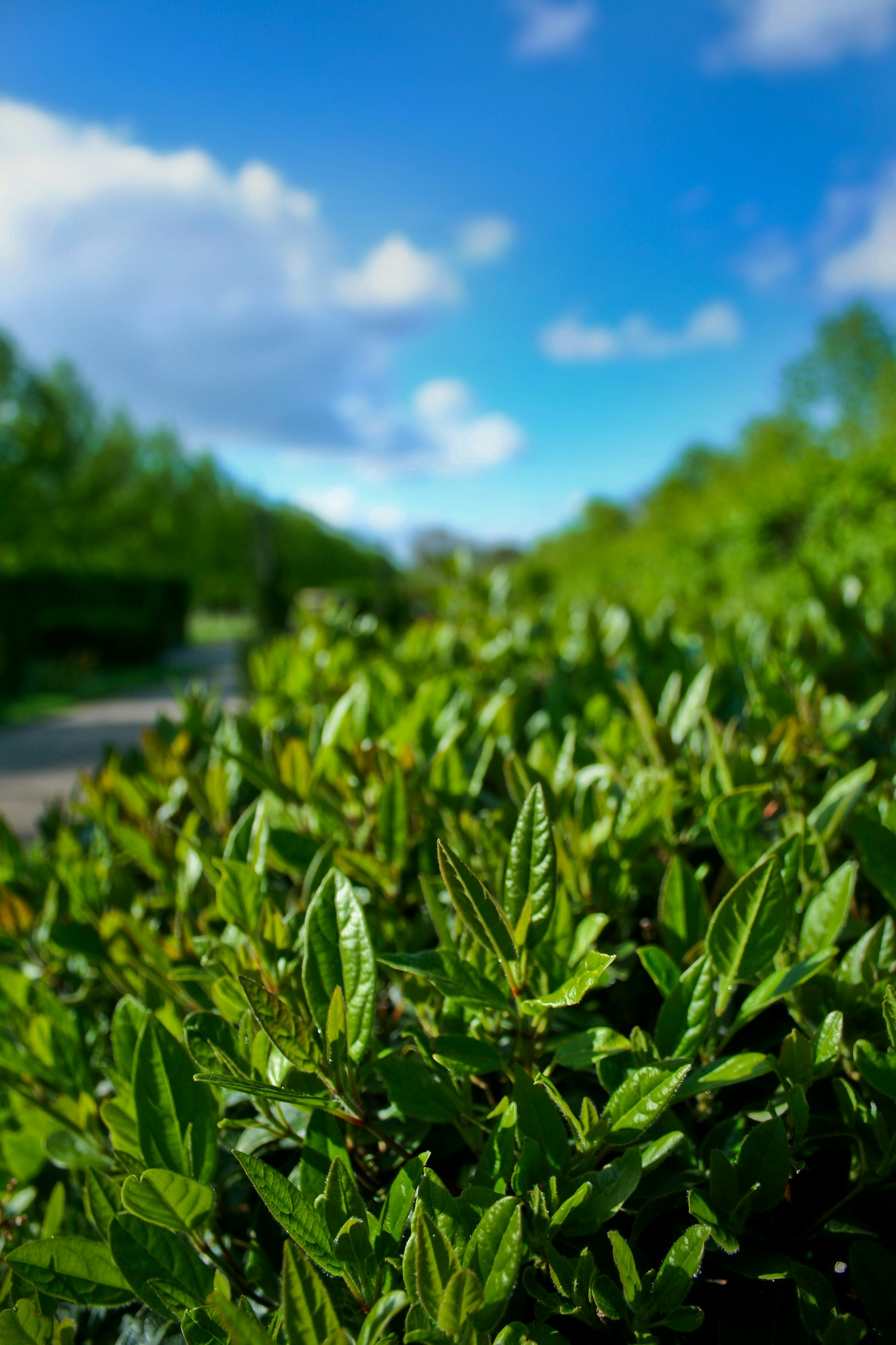 A bush with green leaves on the side of a road photo – Free Green Image ...