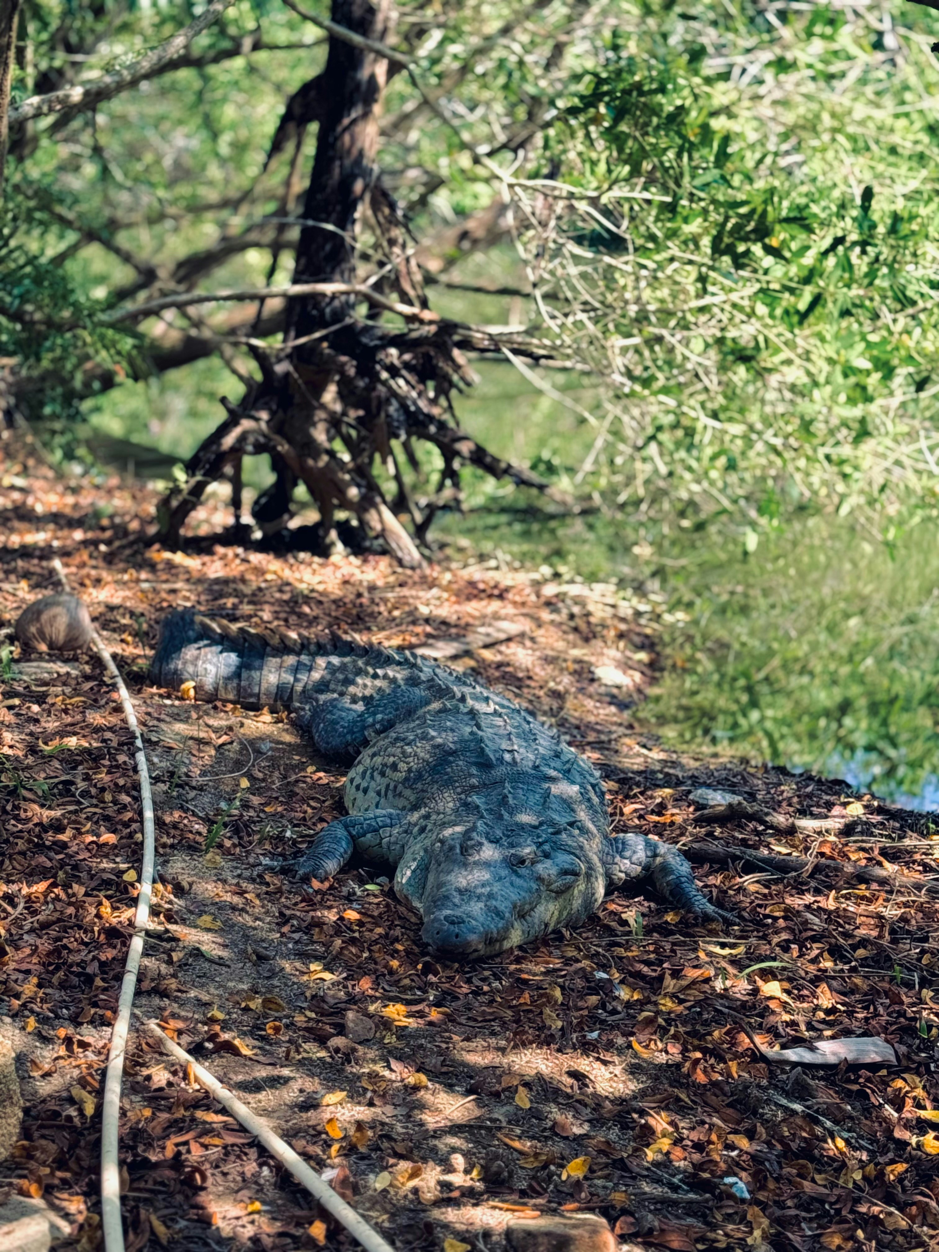 An alligator laying on the ground in the woods photo – Free 40895 ...