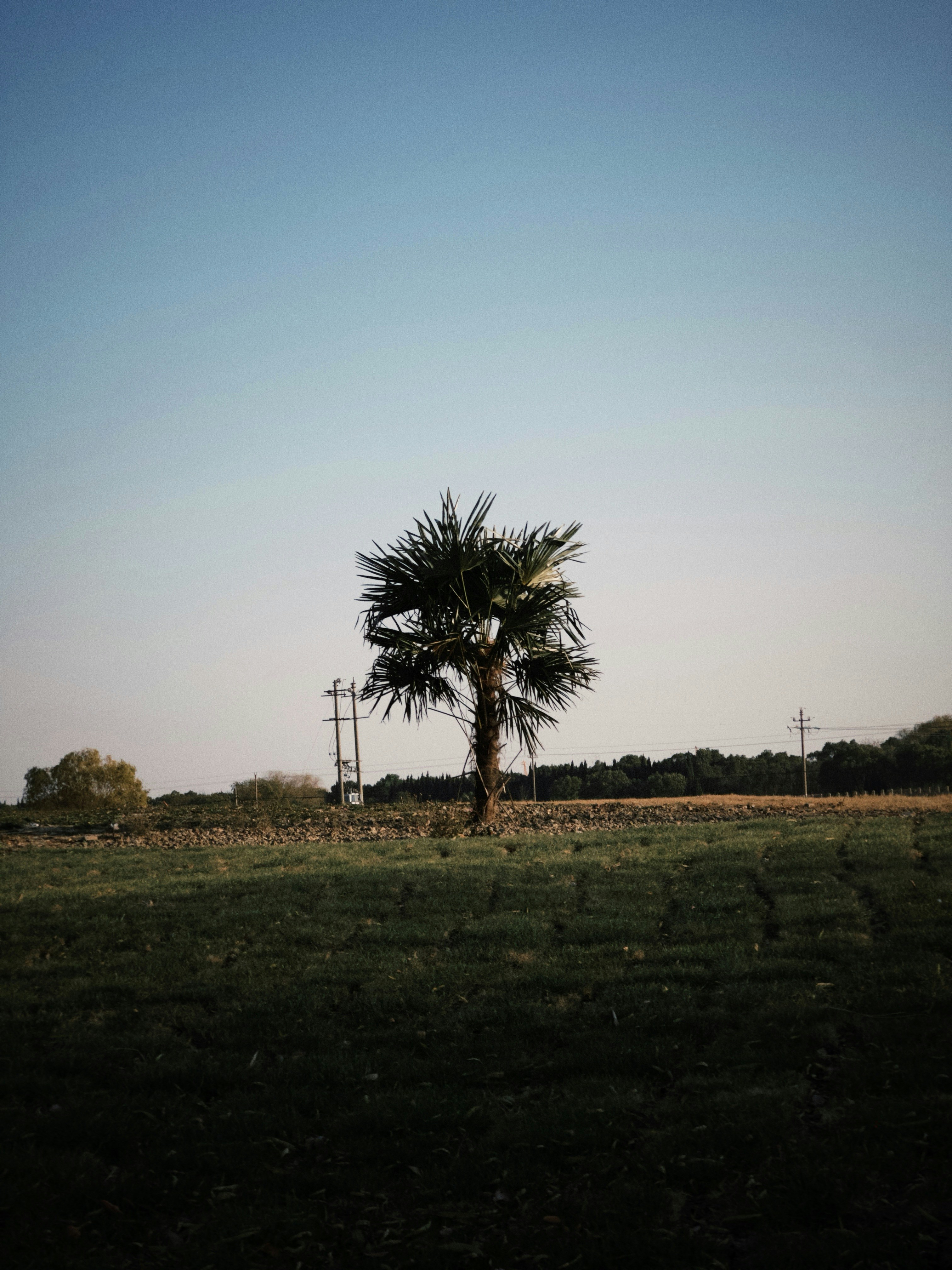 Palm Sentinel in a Quiet Field Under a Gradient Sky