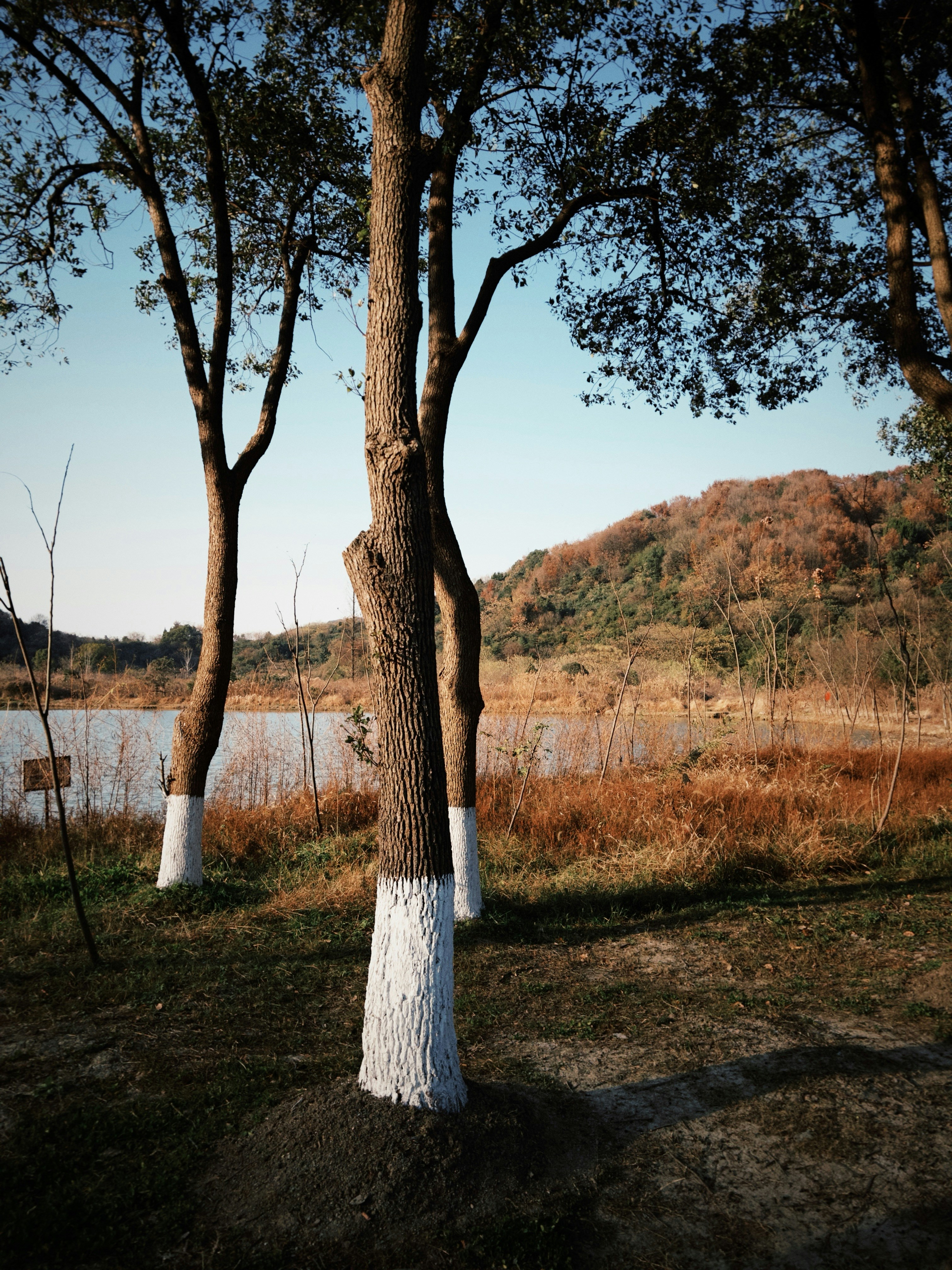 White-Washed Trunks Framing a Quiet Autumn Lakeside
