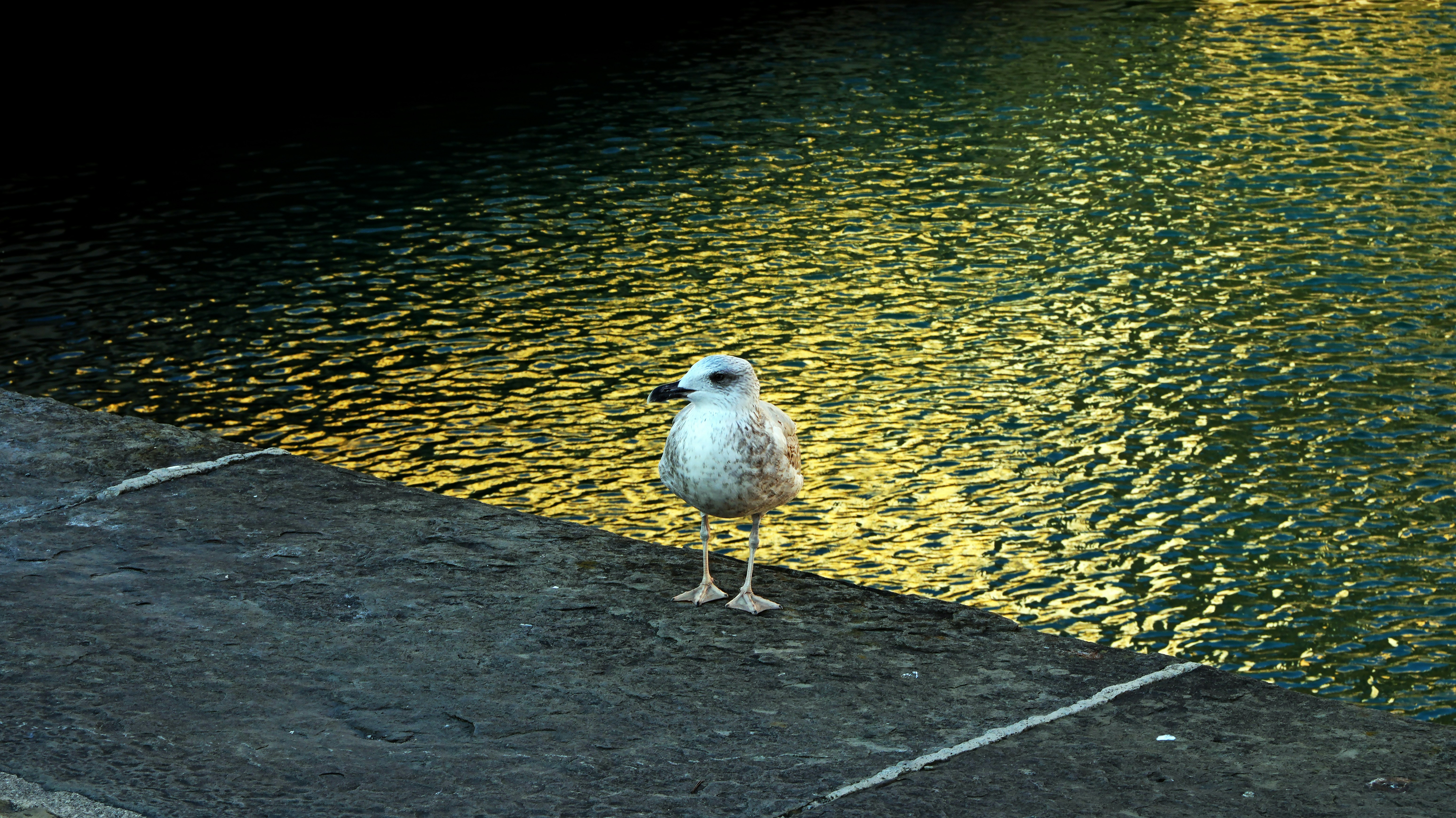 Quay Light: Seagull Standing Over Gold-Touched Ripples