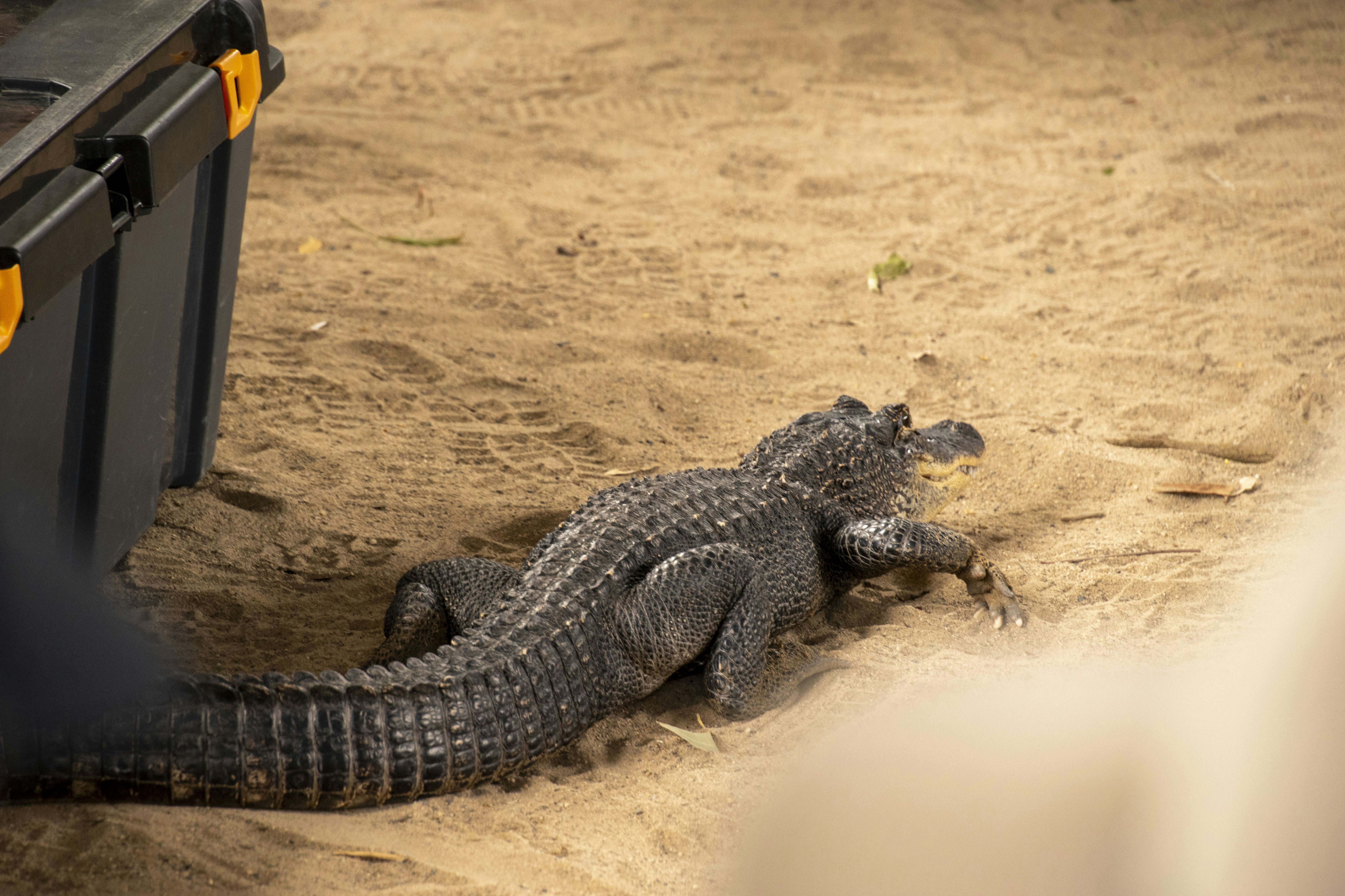 A large alligator laying on top of a sandy ground photo – Free Animal ...