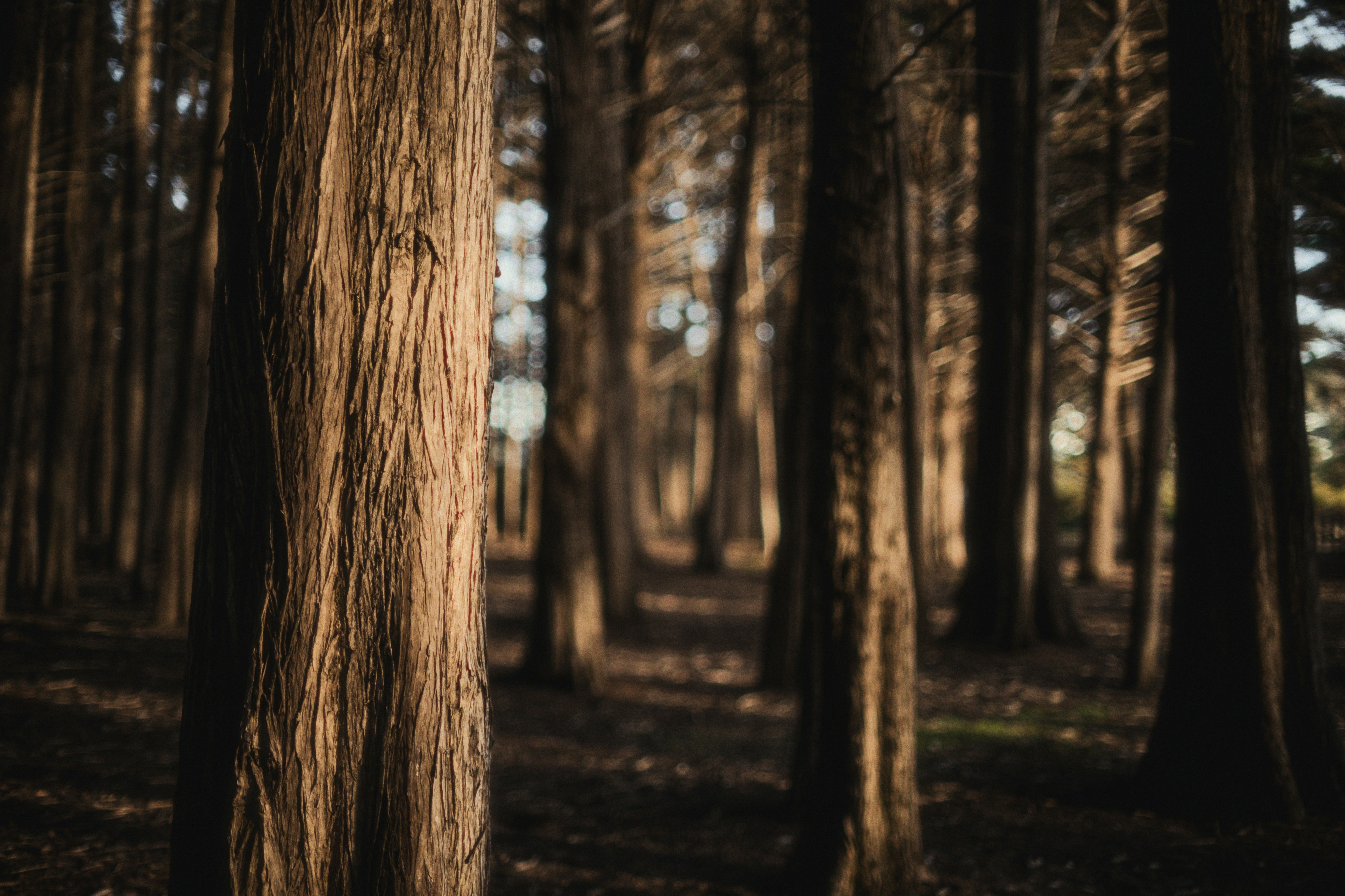 A forest filled with lots of tall trees photo – Free Tree Image on Unsplash