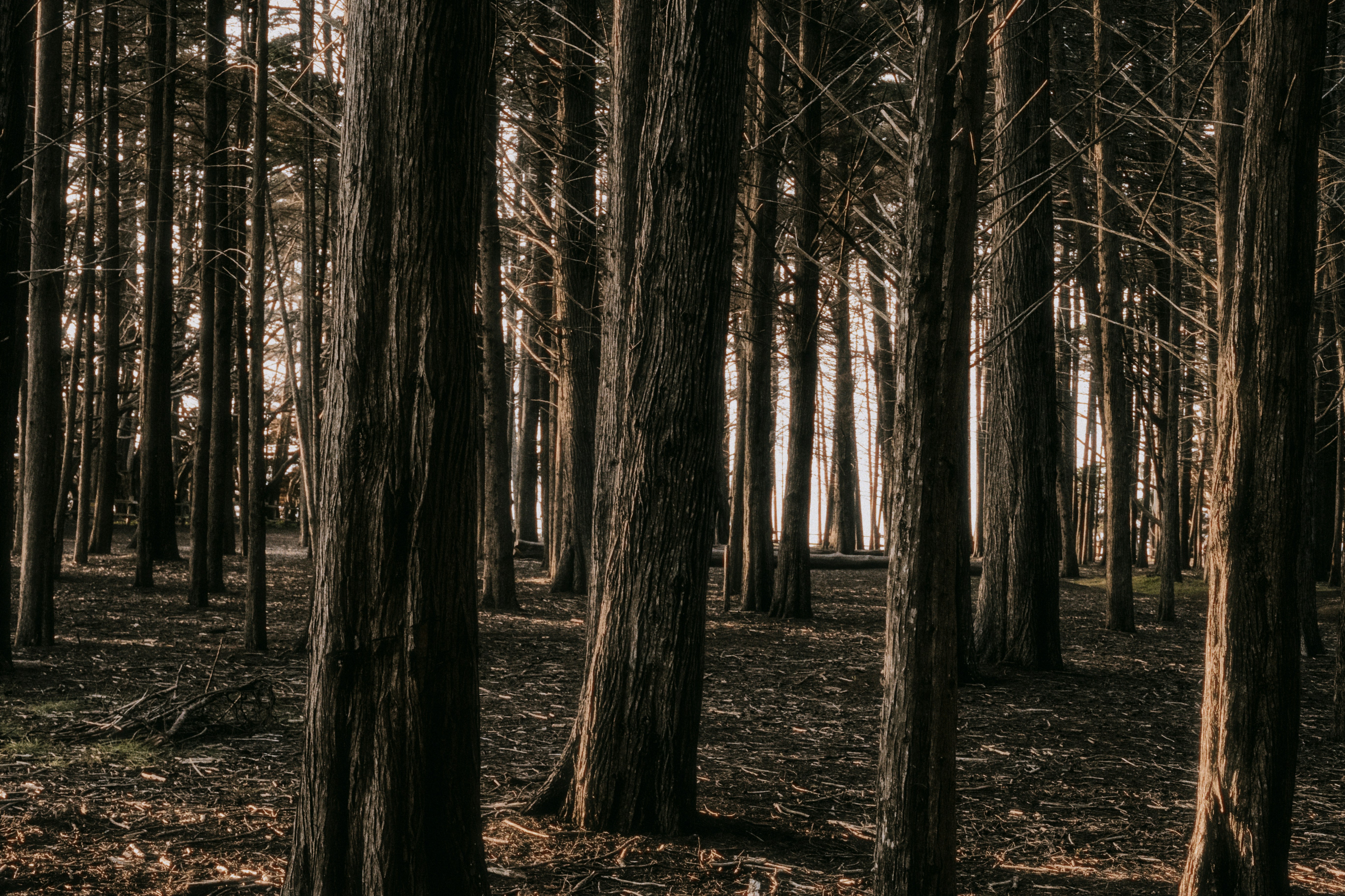A forest filled with lots of tall trees photo – Free Tree Image on Unsplash