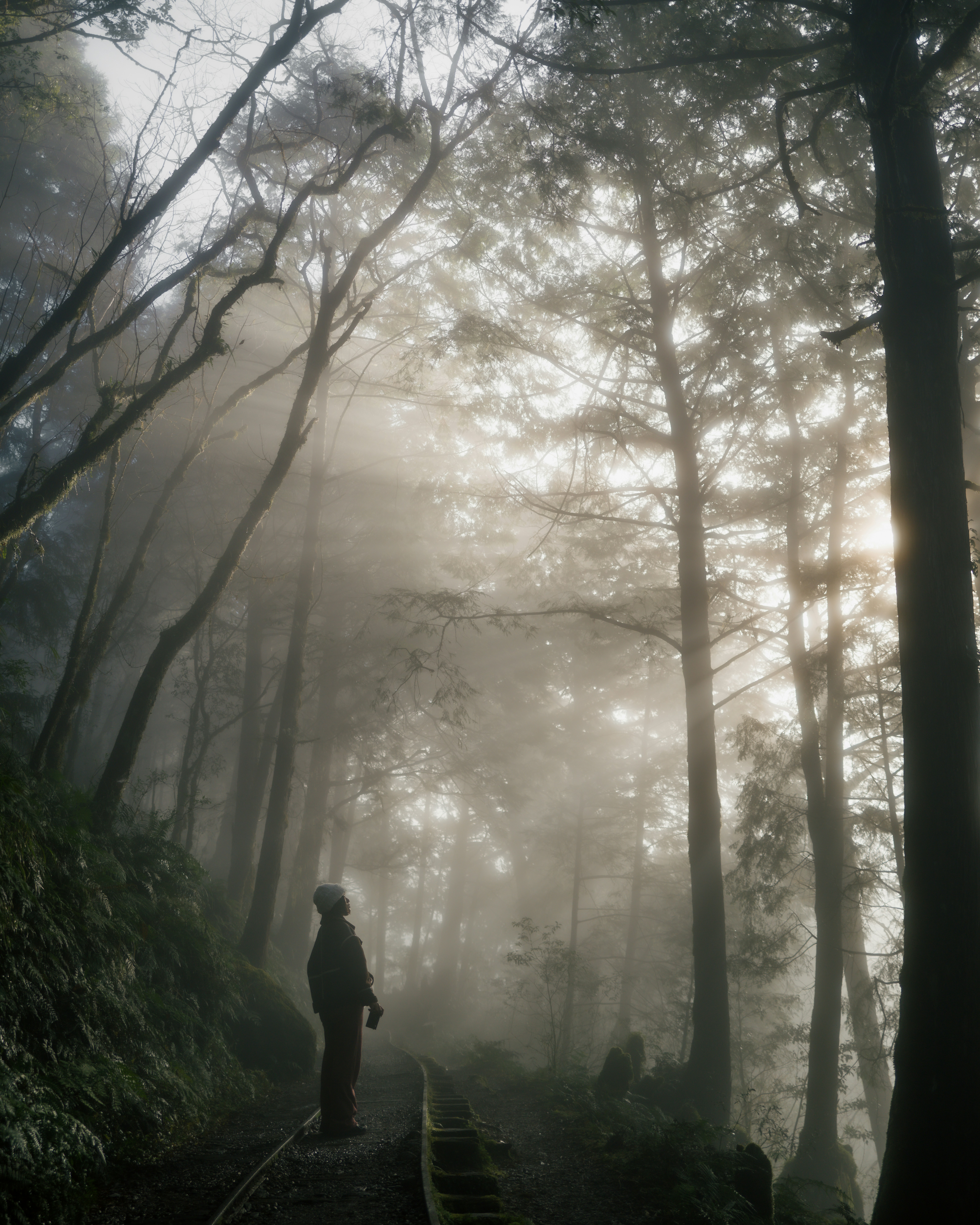 Solitary figure on misty train track enveloped by towering trees in tranquil forest. Soft morning light filters through foliage, casting enchanting beams.