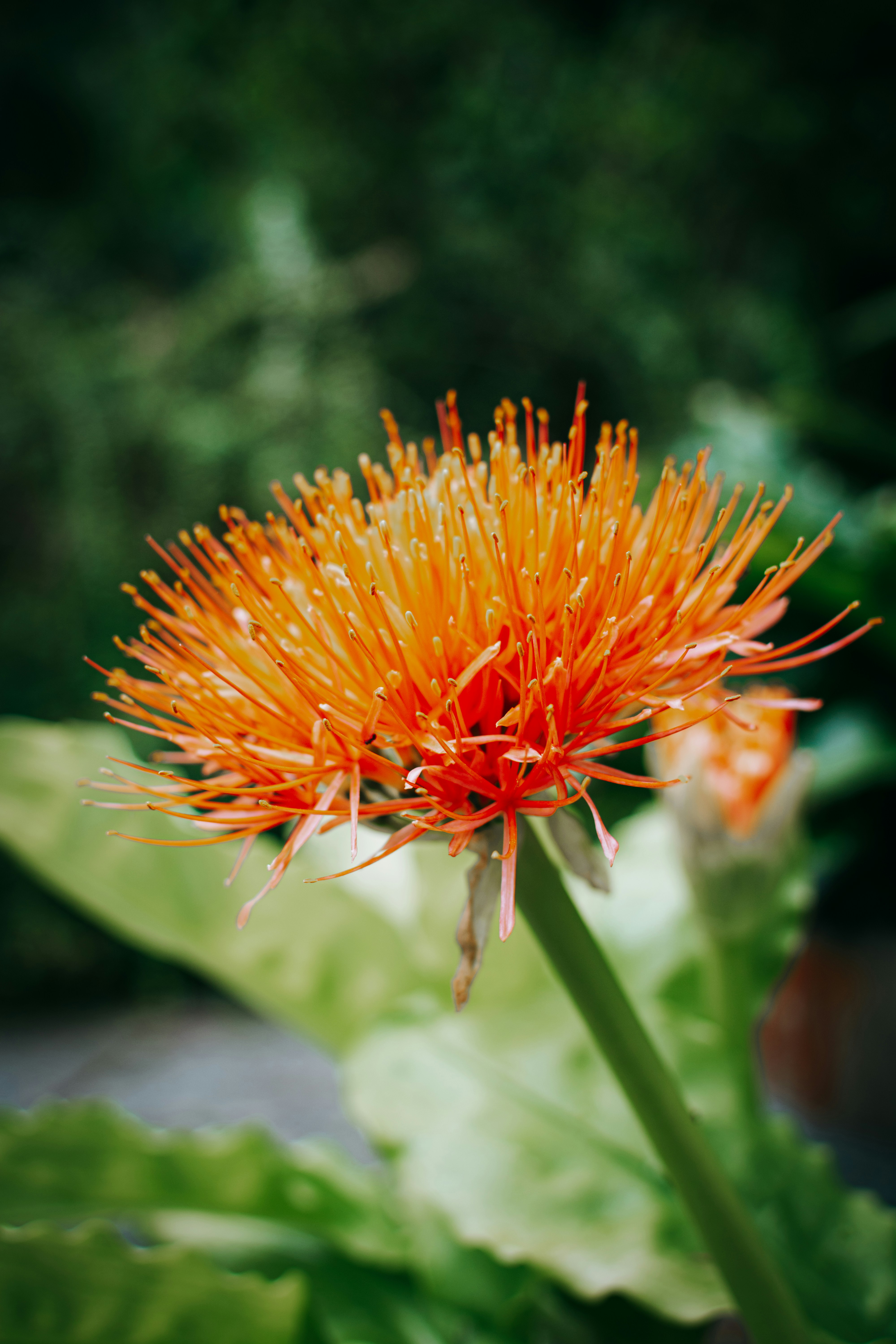 Close-Up of a Vibrant Orange Pincushion Bloom Against a Green Backdrop