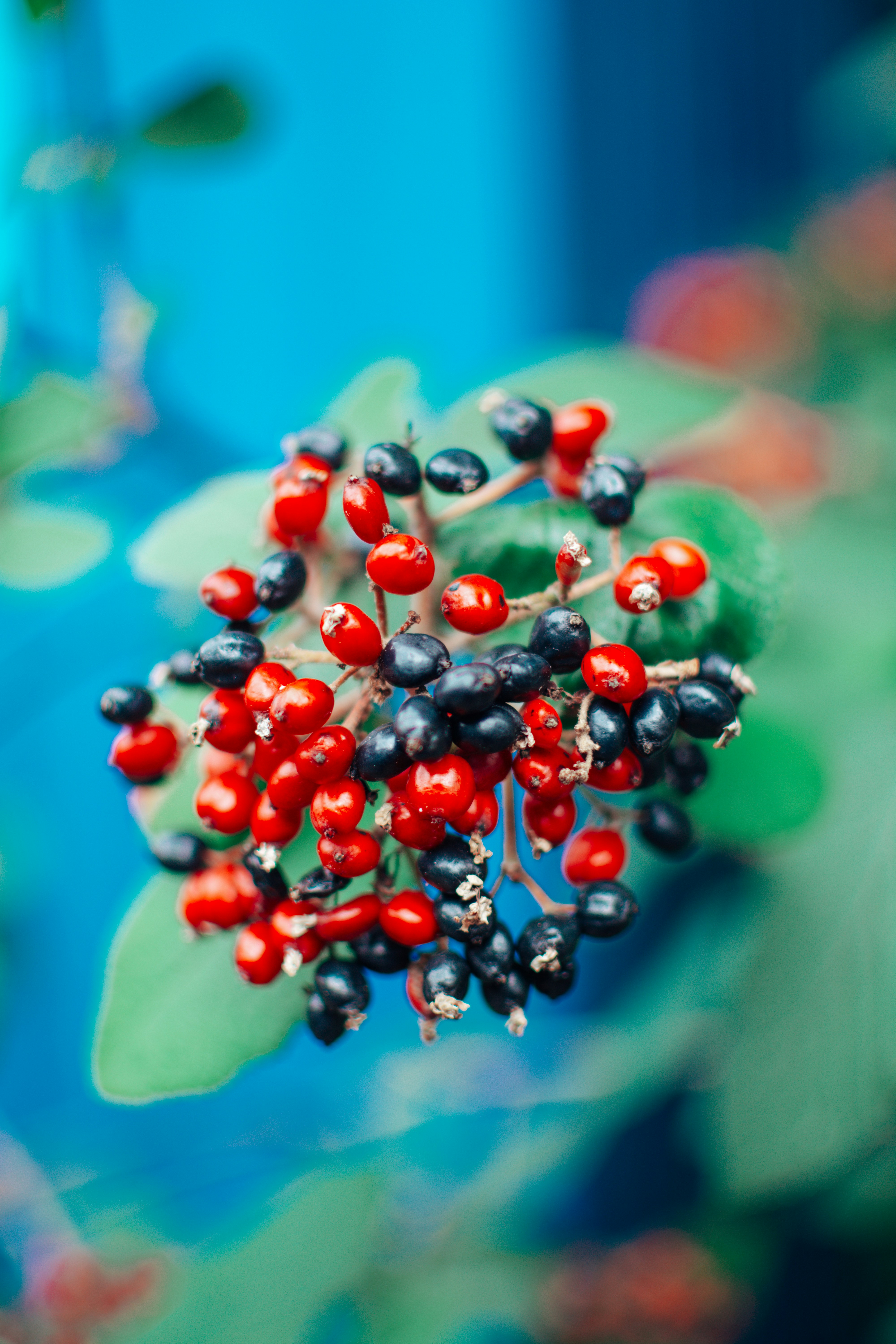 Red berries in a cobalt glow: a macro portrait of vivid clusters