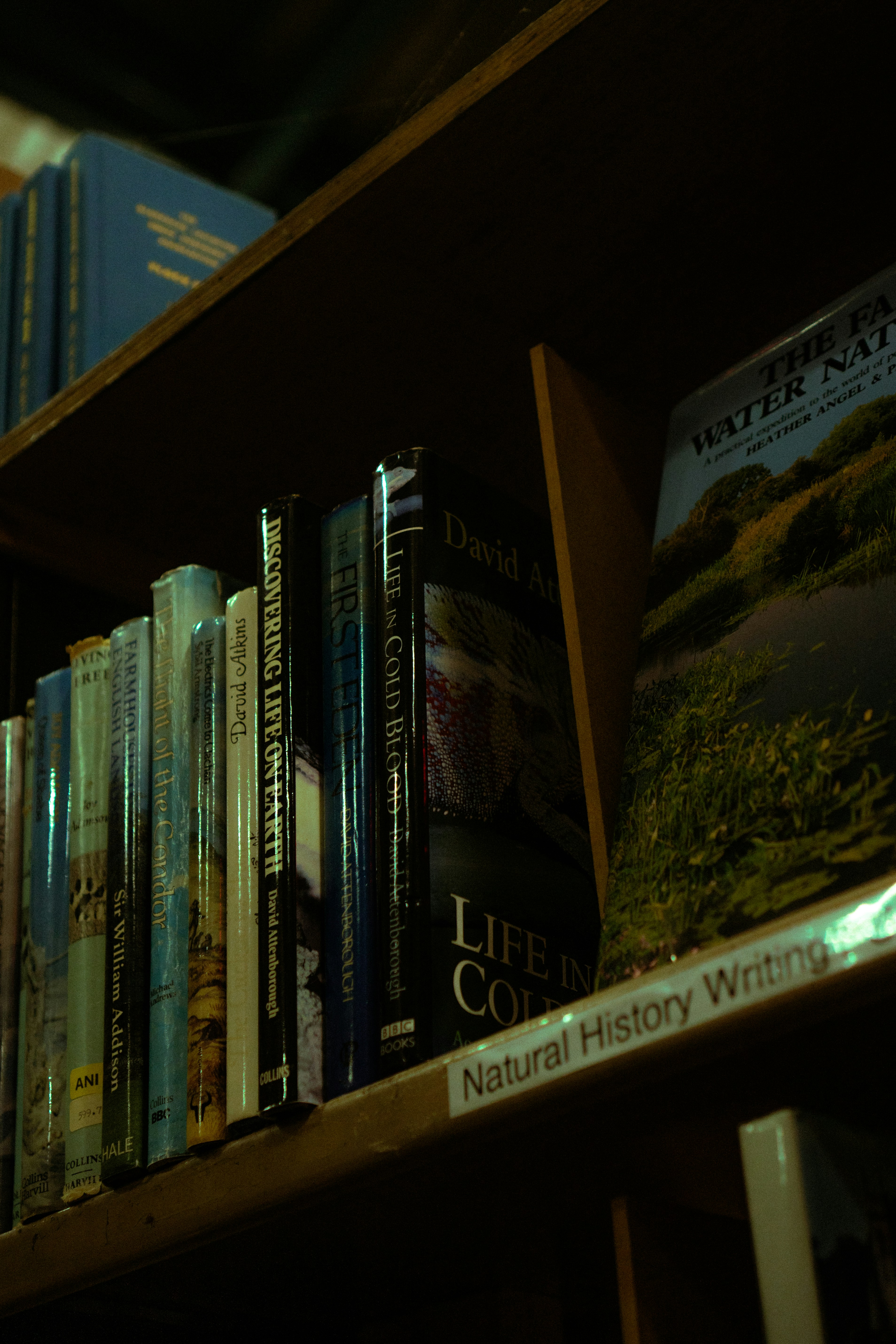 Warm Glow on a Quiet Shelf: Spines of Natural History